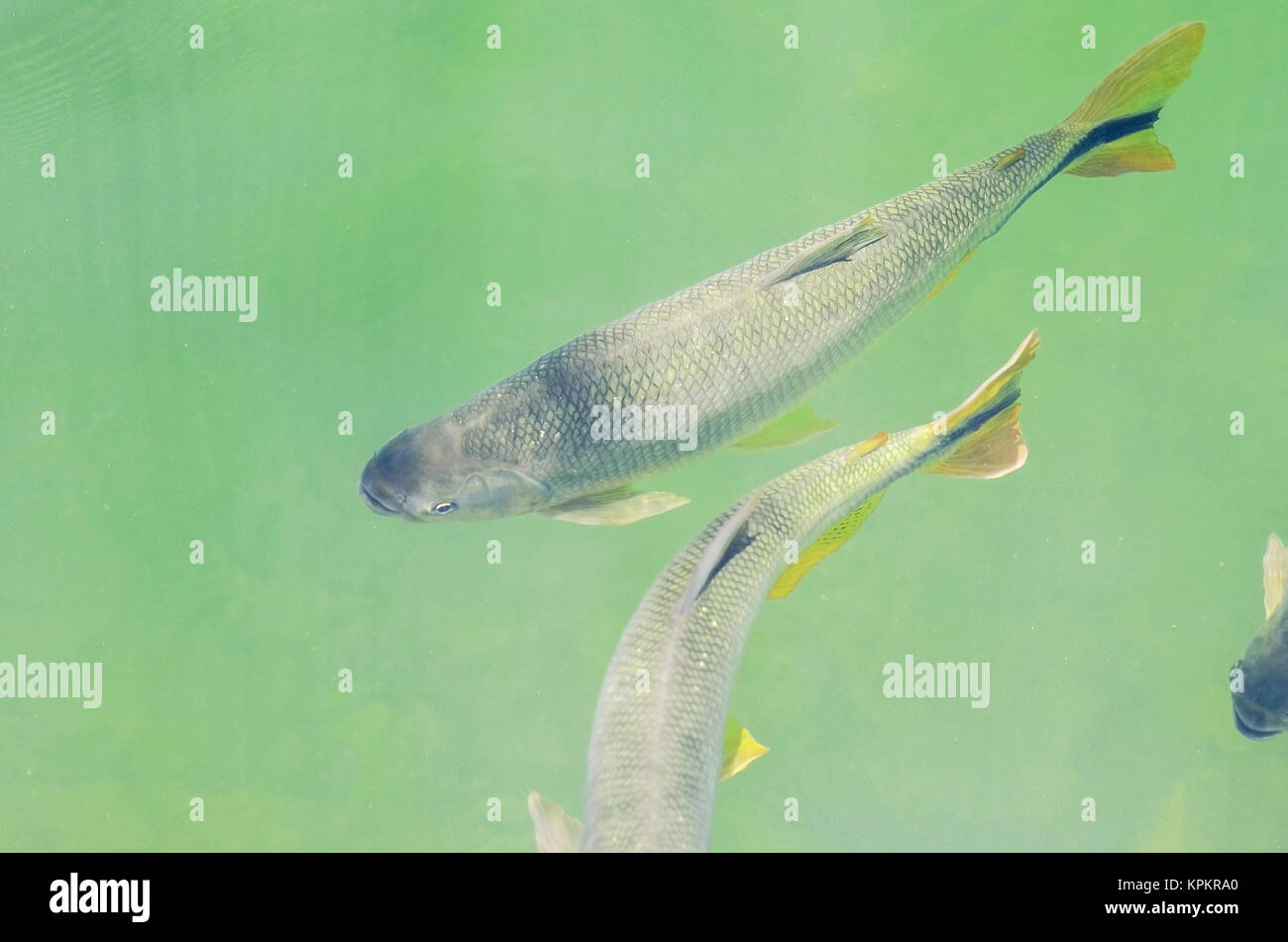Piraputanga Fish High Resolution Stock Photography and Images - Alamy