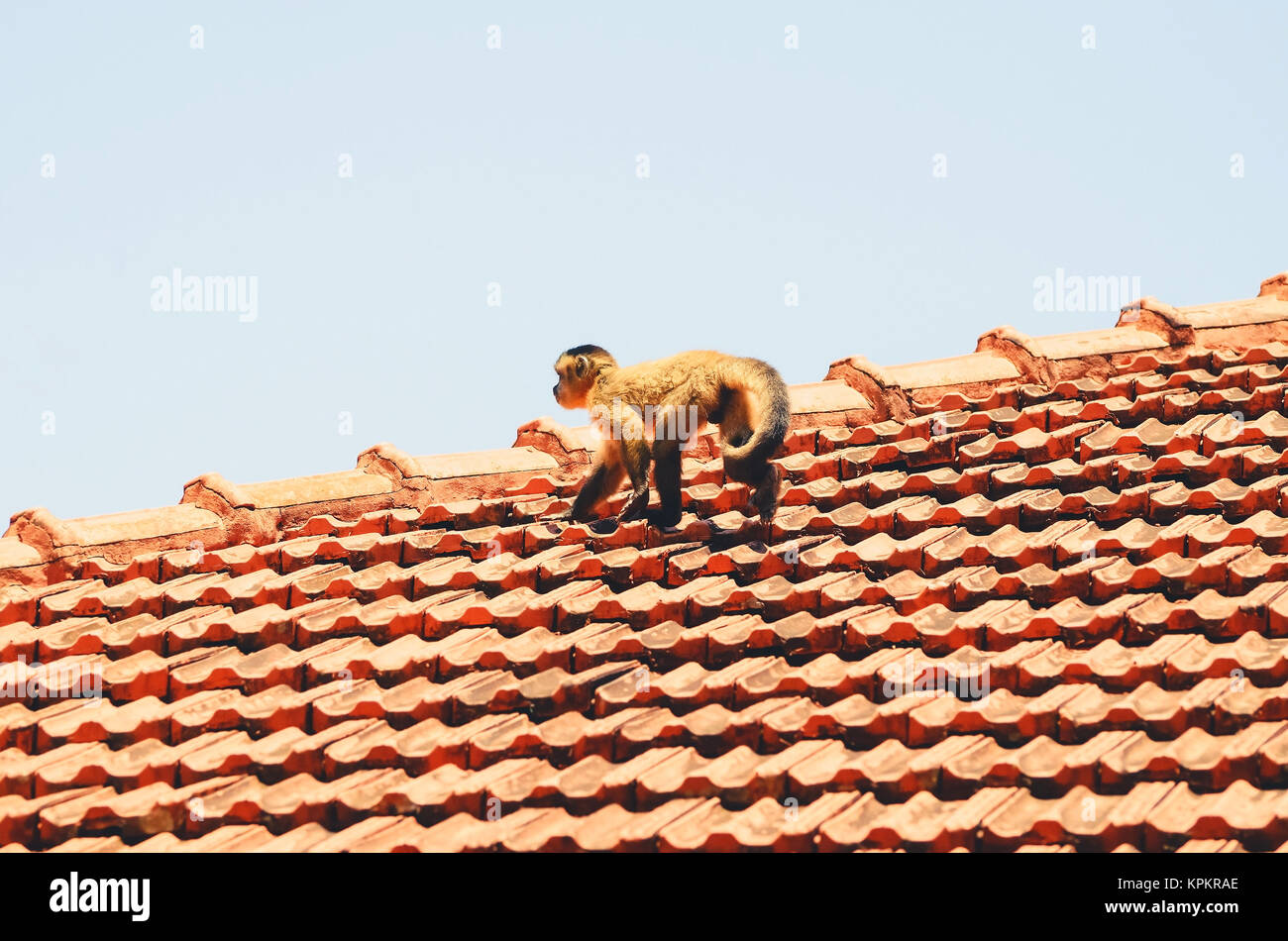 Small monkey walking on a roof of a house Stock Photo - Alamy