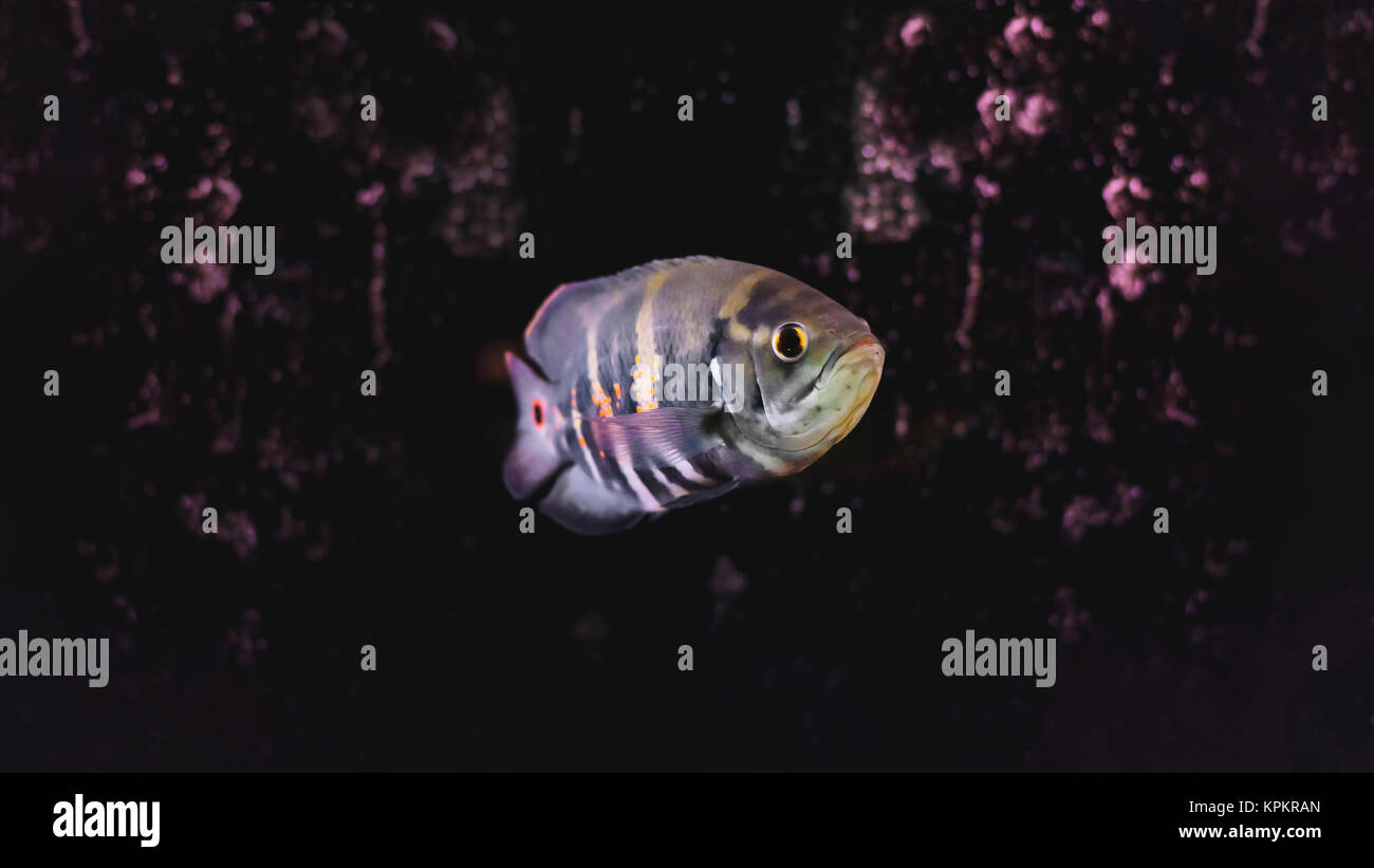 Cara acu hi-res stock photography and images - Alamy