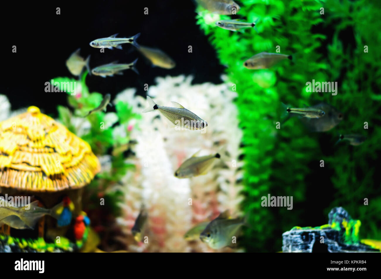 Small silver fish known as Lambari, with a dark spot on the tail. Fish ...
