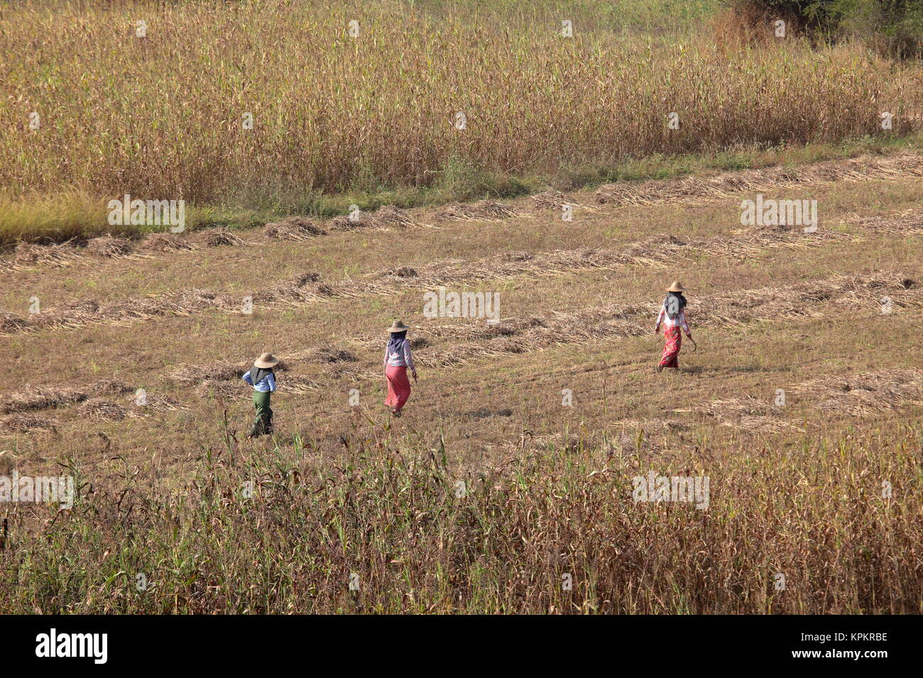 agriculture and crop in myanmar Stock Photo - Alamy