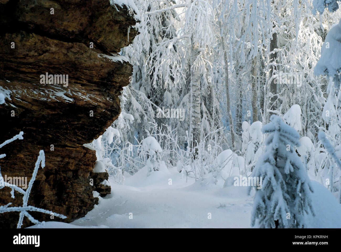 light winter snow-covered forest at the foot of a steep rock from ...