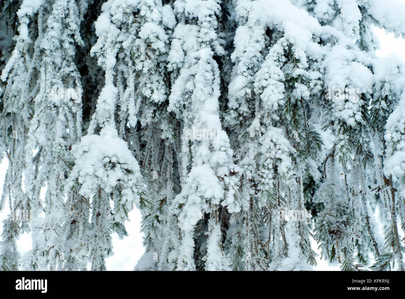 background - a solid curtain of drooping living branches of a large fir ...