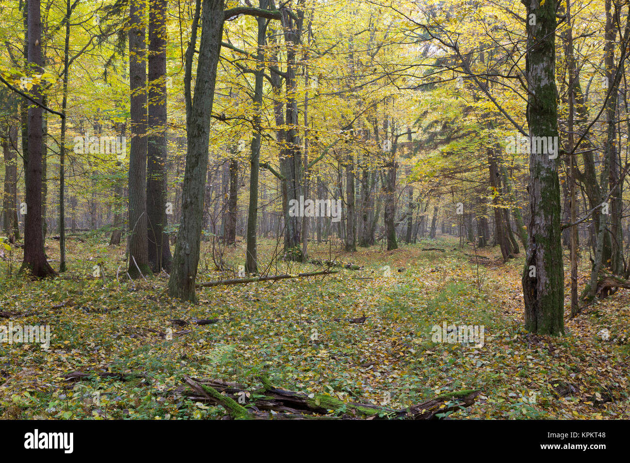 old hornbeam trees in fall Stock Photo - Alamy