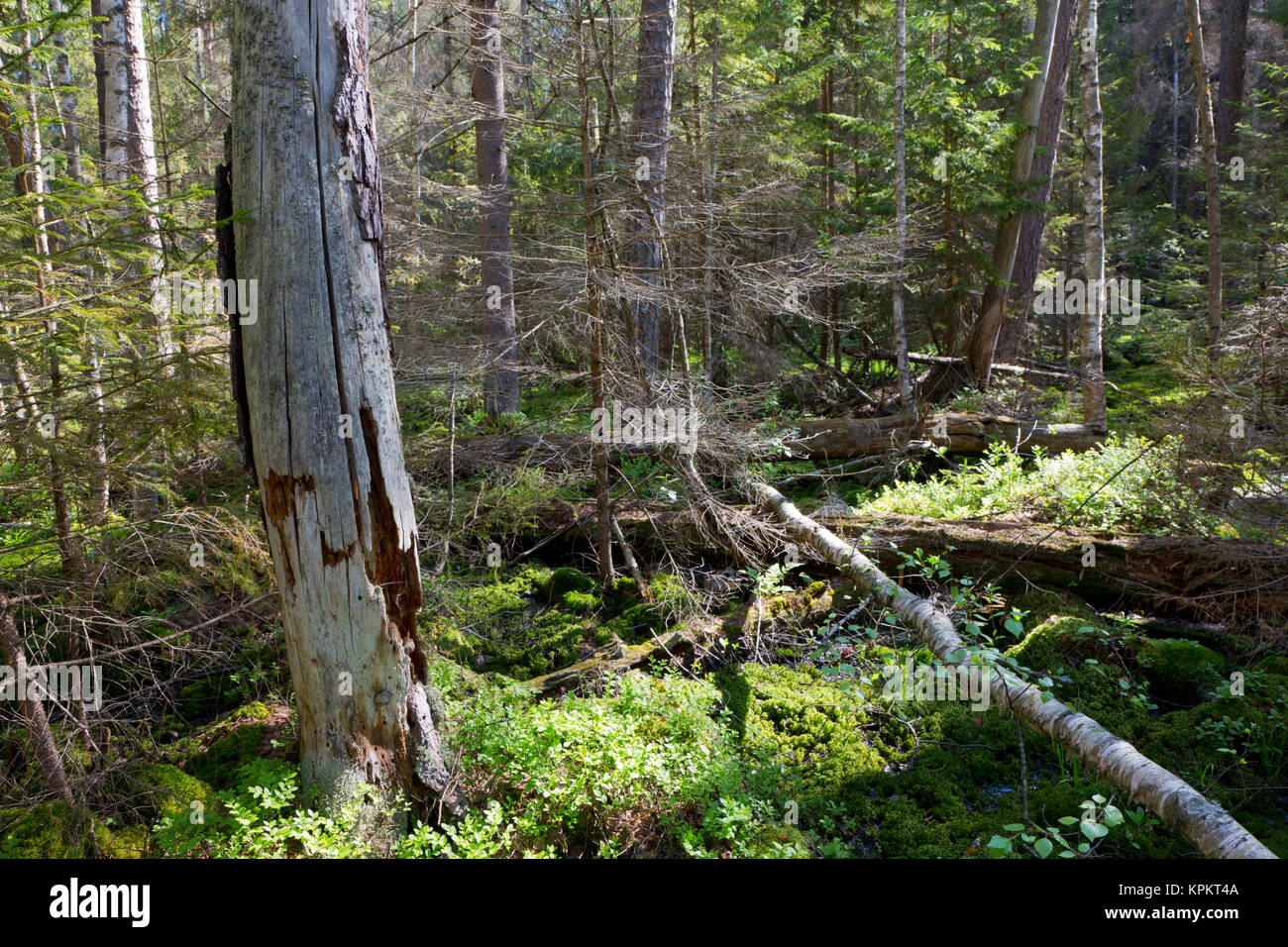 broken tree roots partly declined inside coniferous stand Stock Photo ...