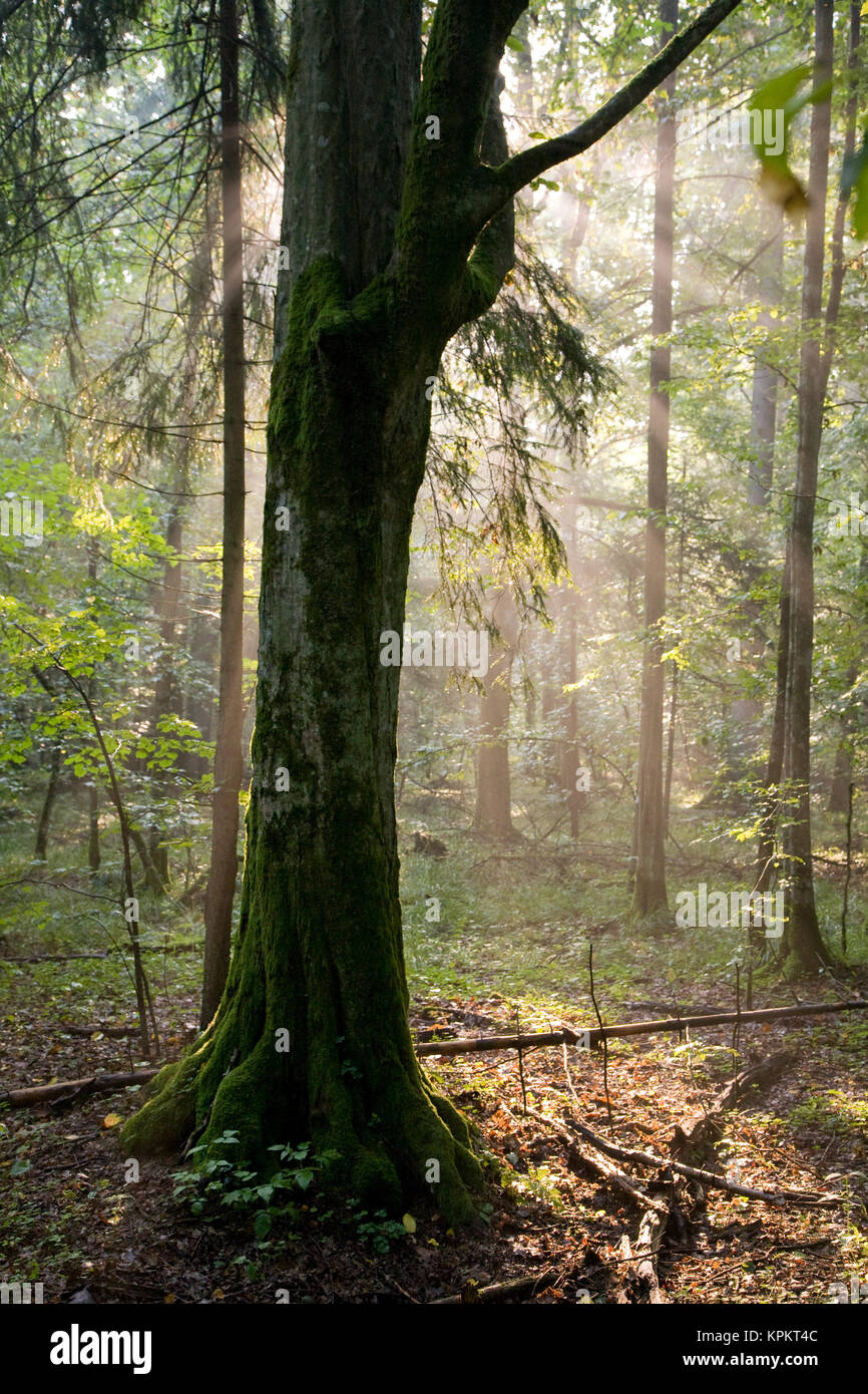 beams of light entering forest Stock Photo - Alamy
