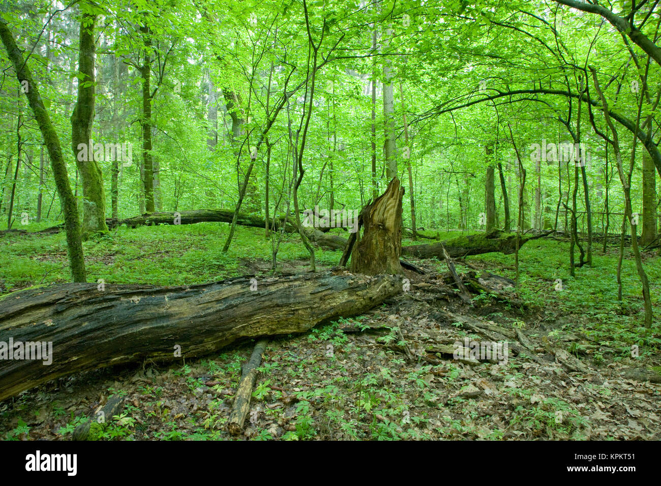 natural deciduous forest at spring Stock Photo - Alamy