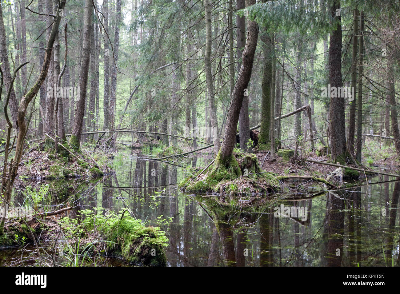 Swamp forest springtime hi-res stock photography and images - Alamy