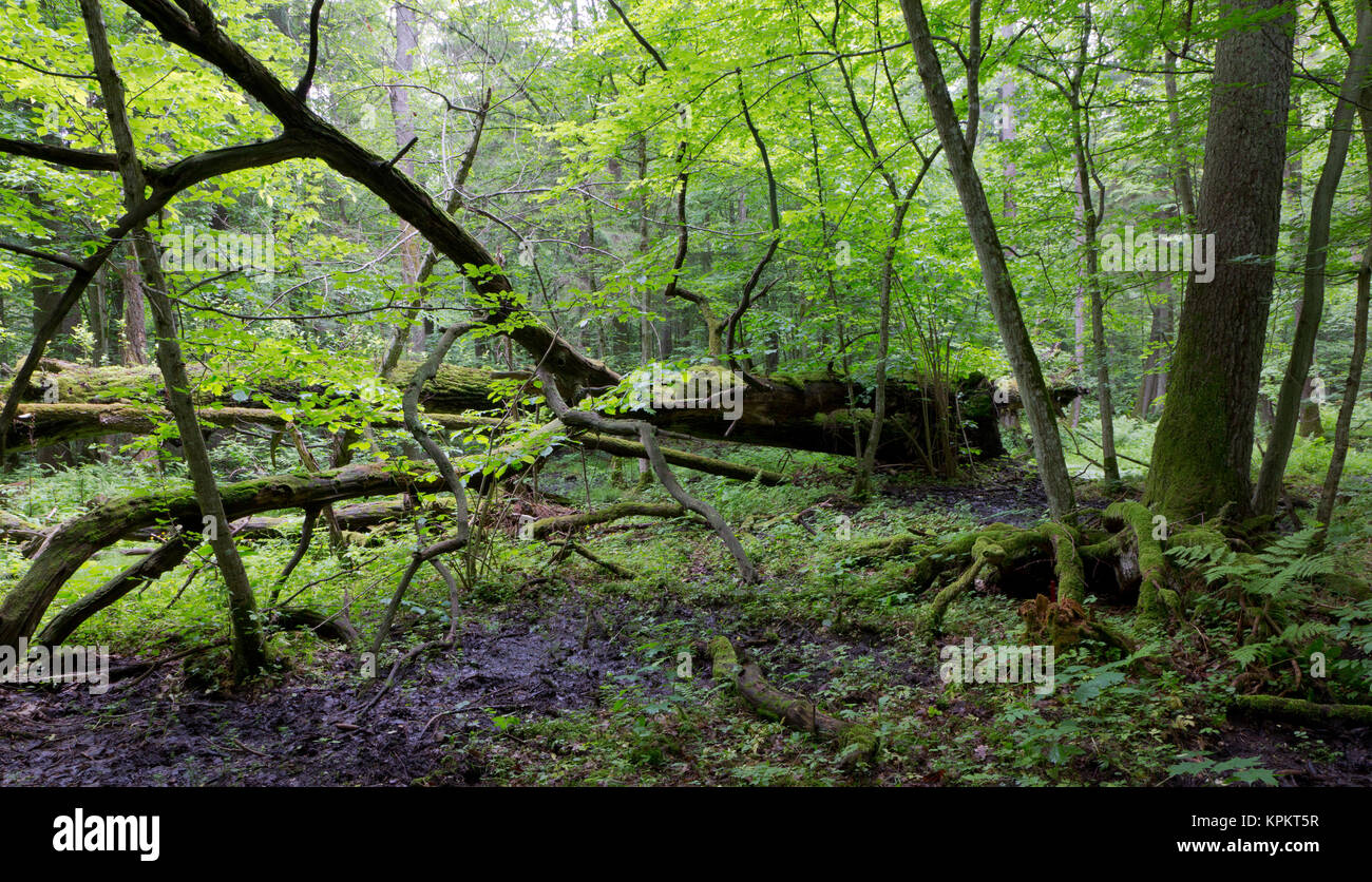 old oak tree broken lying in spring forest Stock Photo - Alamy