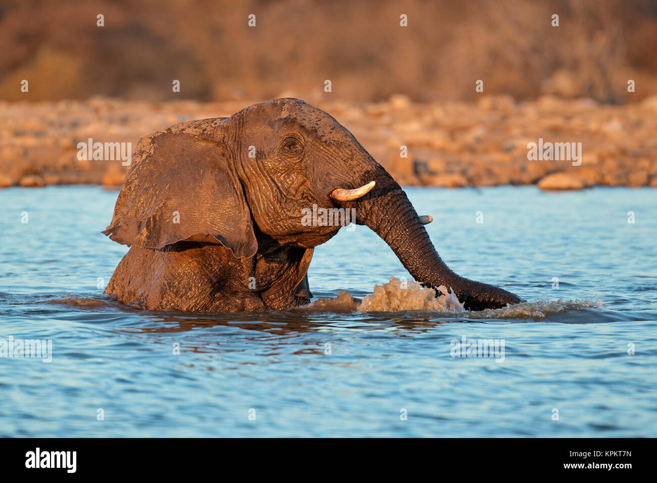 Elephant in water Stock Photo - Alamy