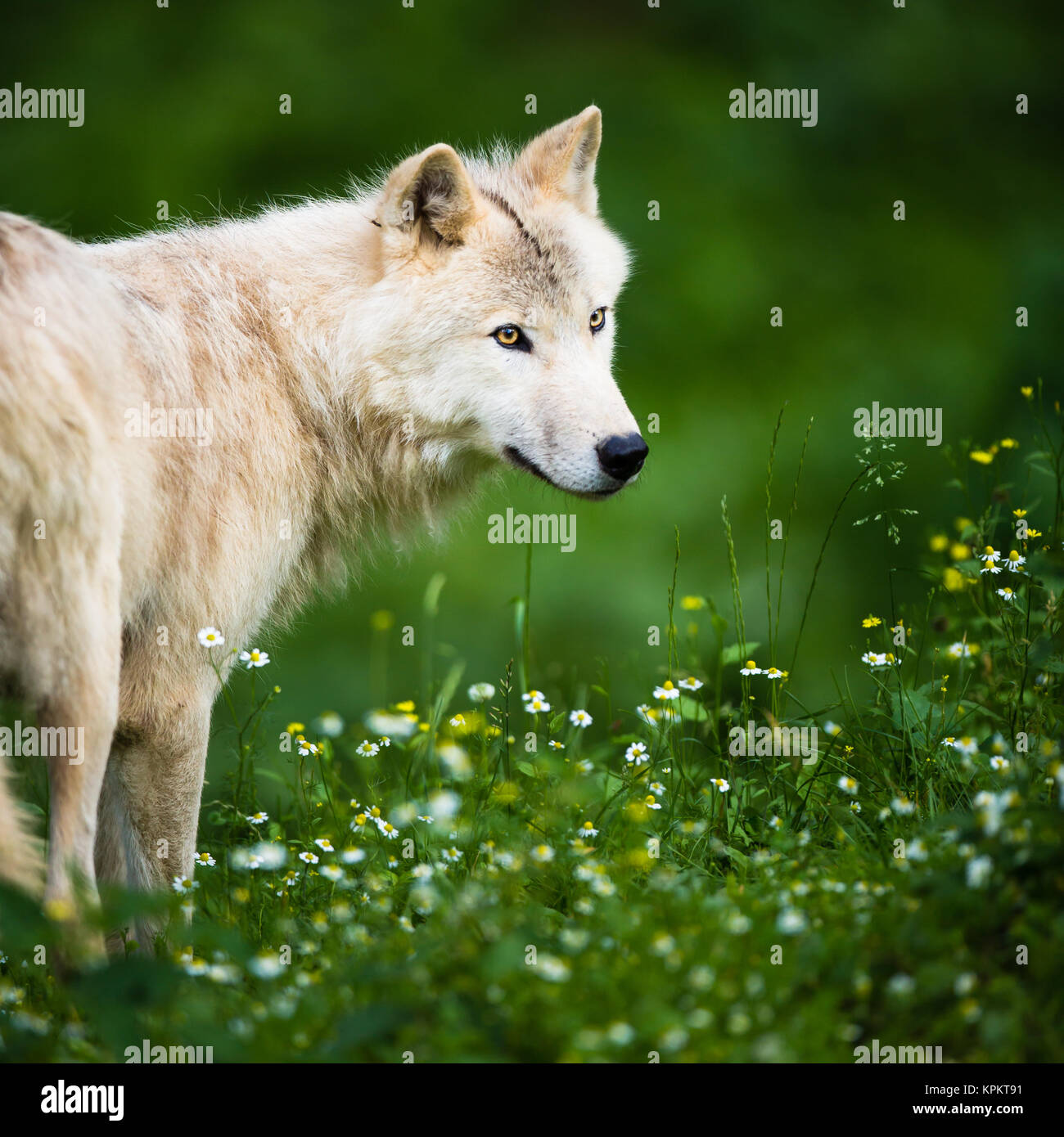Arctic Wolf (Canis lupus arctos) aka Polar Wolf or White Wolf - Close ...