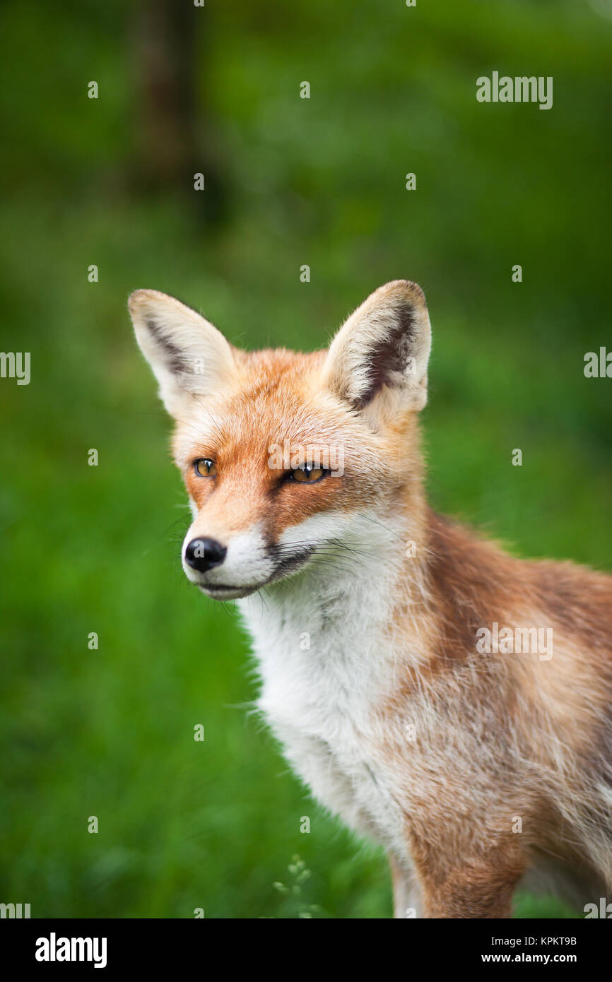 Red fox hole hi-res stock photography and images - Alamy