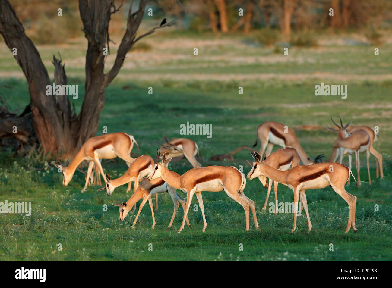 Springbok antelopes in natural habitat Stock Photo - Alamy