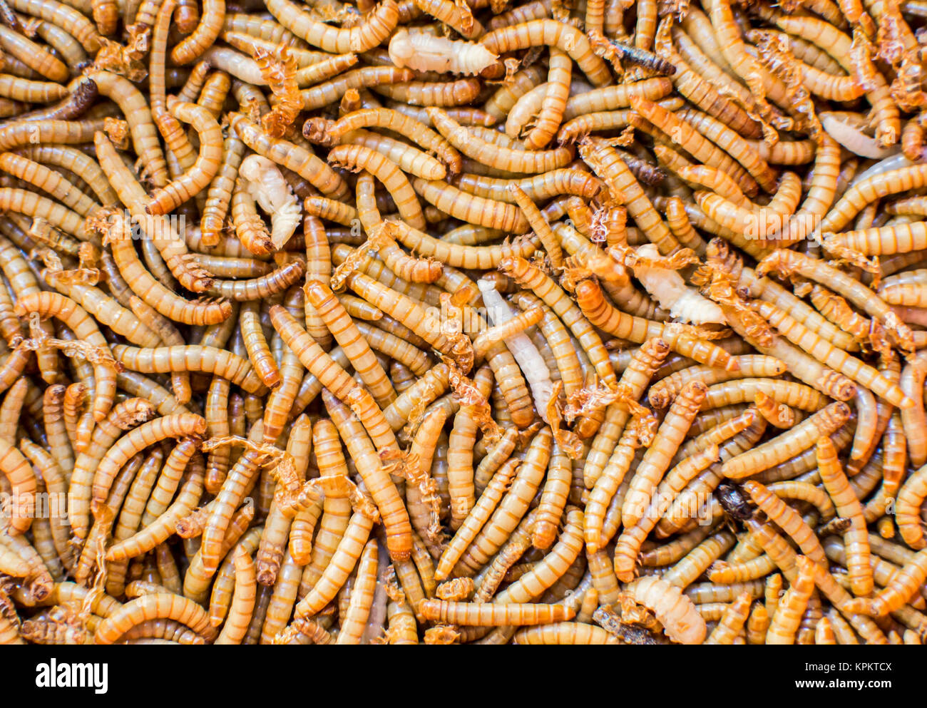 Manure worms hi-res stock photography and images - Alamy