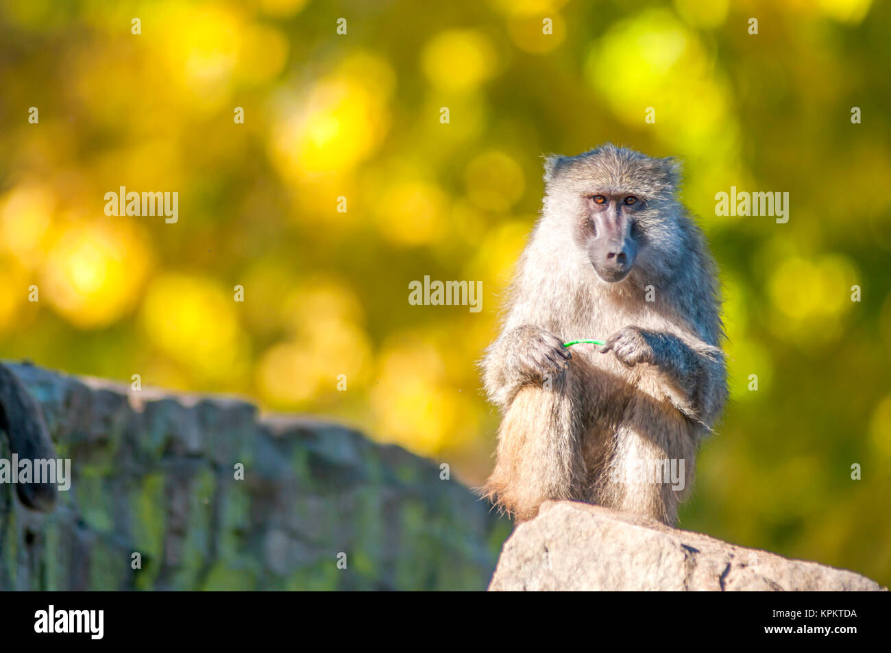 Mommy monkey hi-res stock photography and images - Alamy