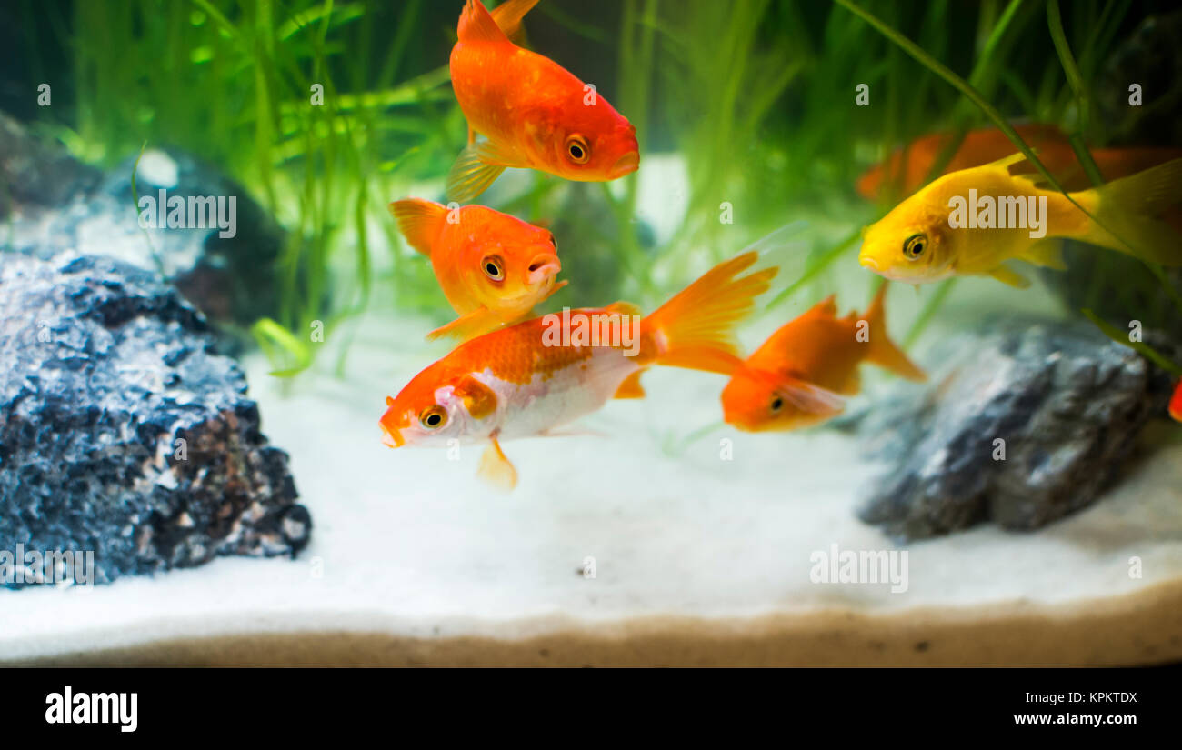 Goldfish eating fish hi-res stock photography and images - Alamy