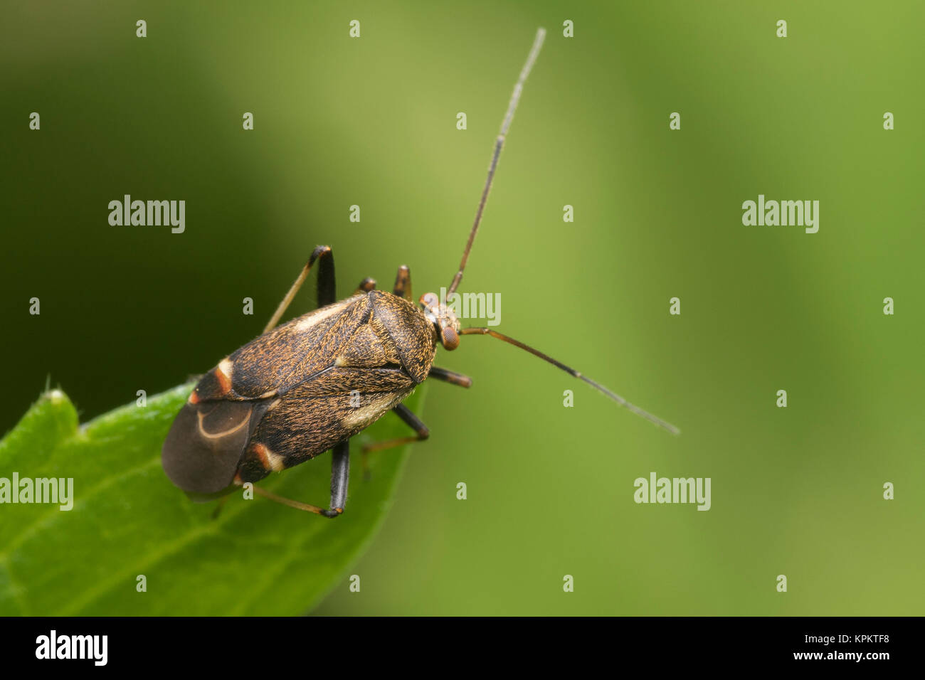 Mirid Bug (Polymerus palustris) on plant leaf. Cabragh Wetlands ...