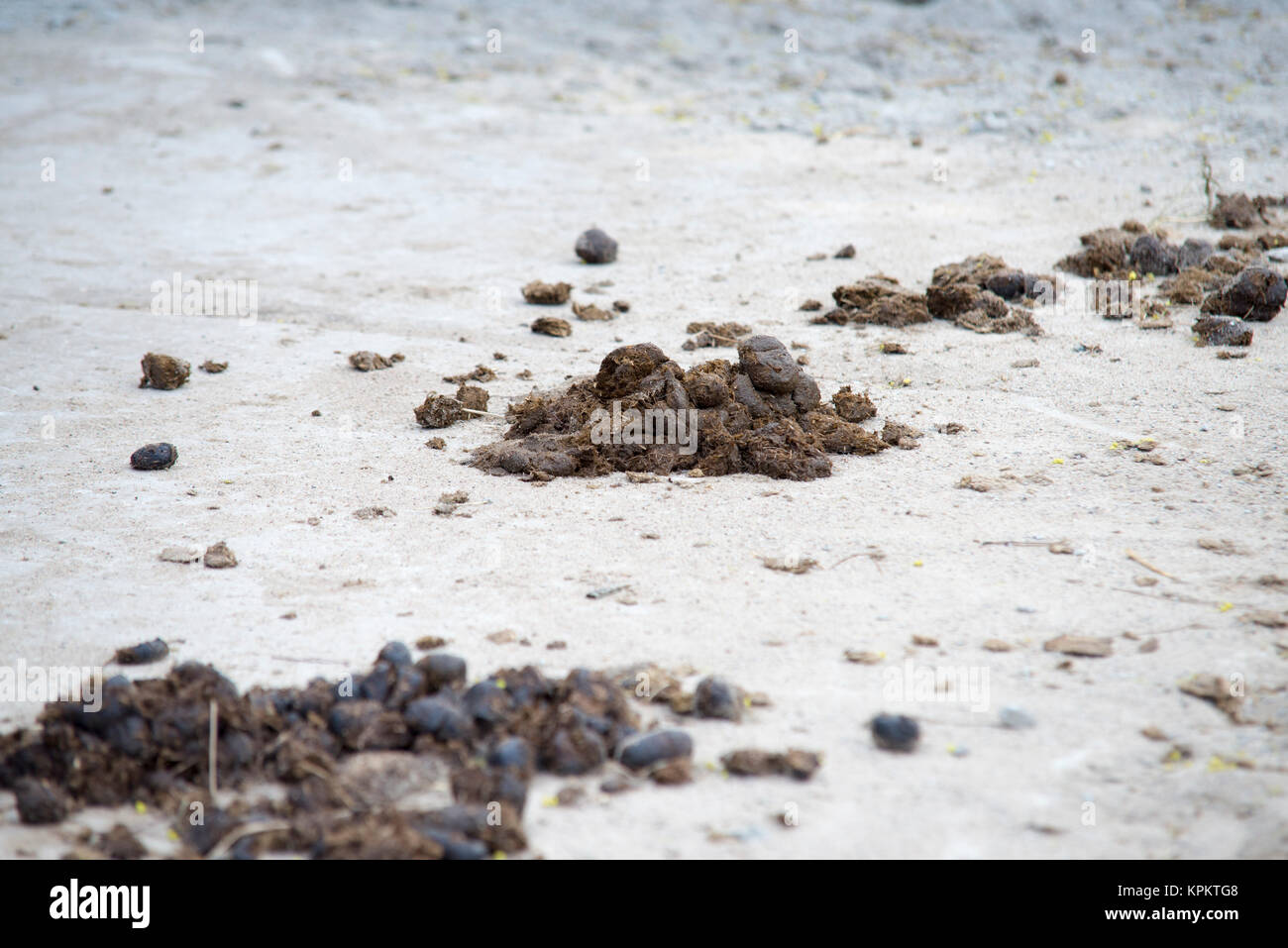 Fresh droppings hi-res stock photography and images - Alamy