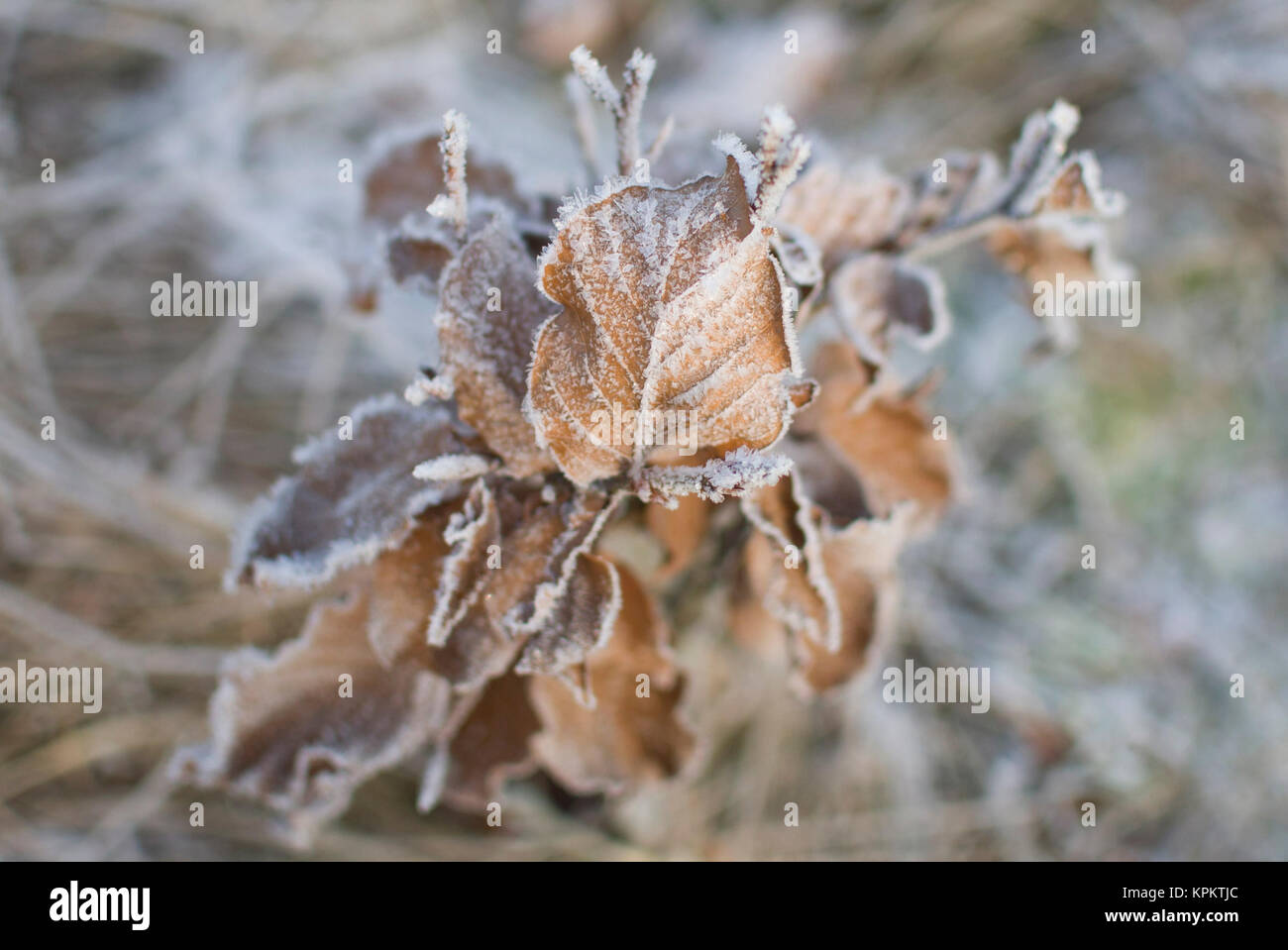 frozen autumn leaves on the branch Stock Photo - Alamy