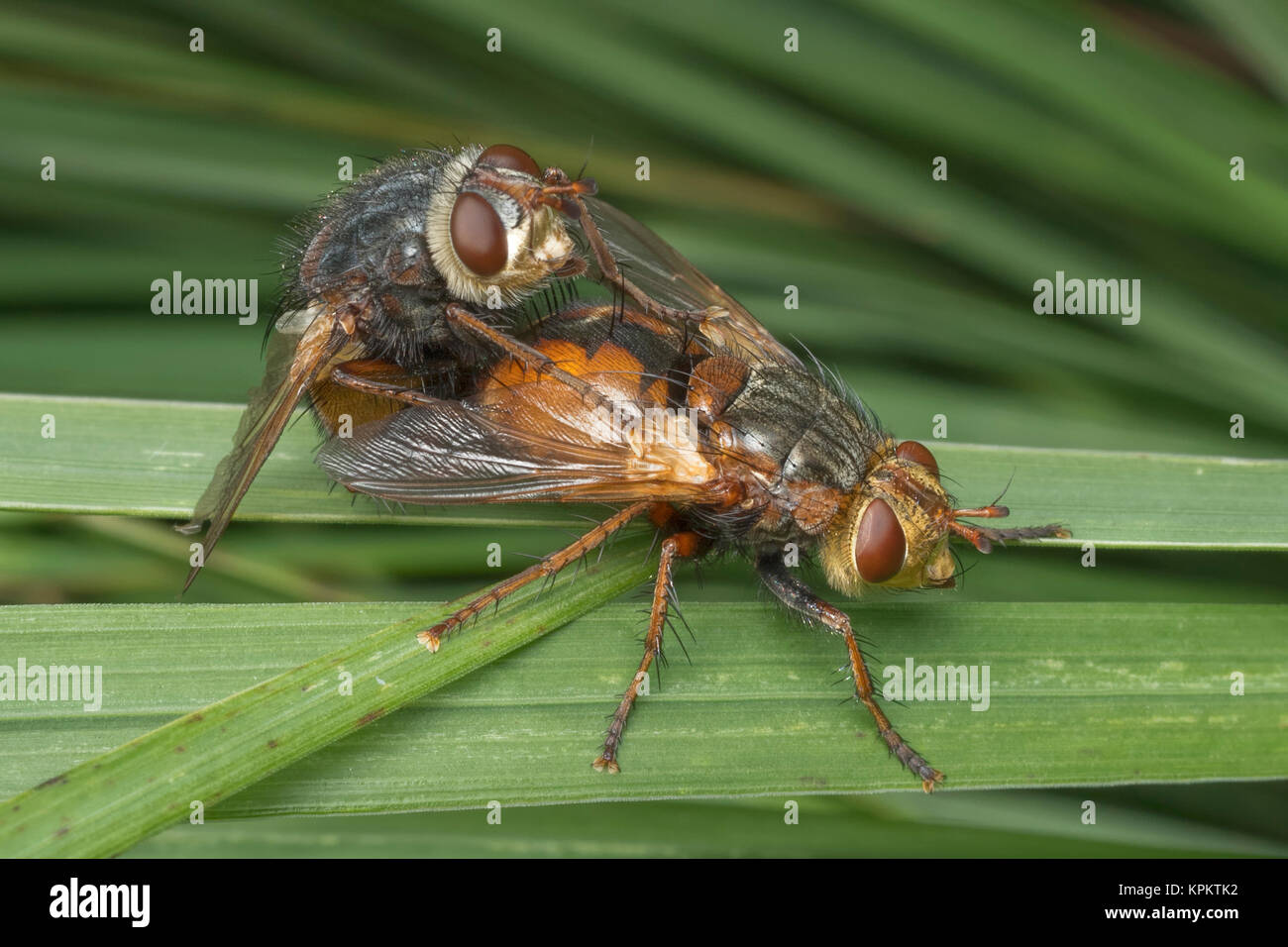 Mating Tachinid flies (Tachina fera) on blade of grass. Cahir ...