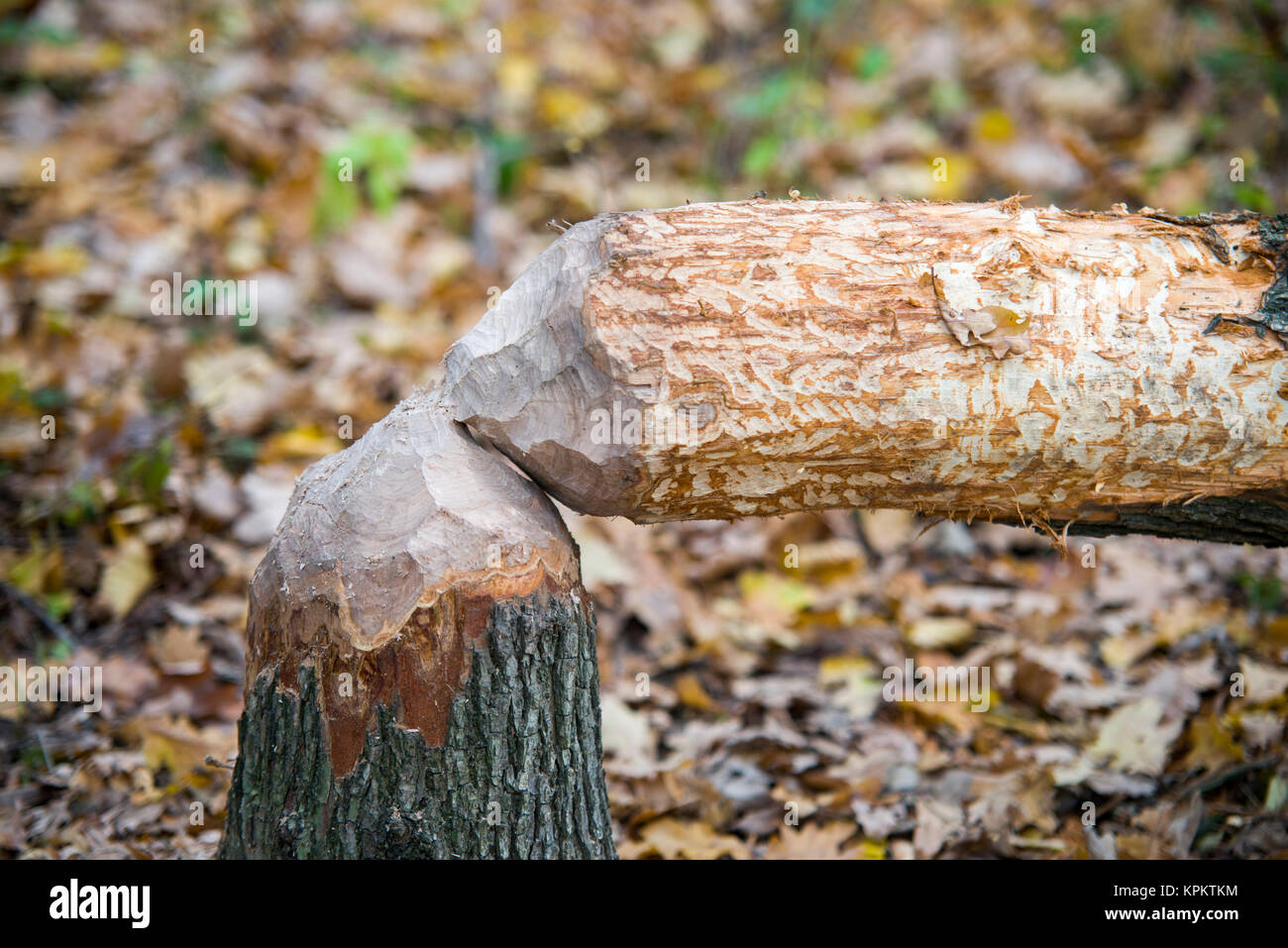 Beaver cutting oak tree hi-res stock photography and images - Alamy
