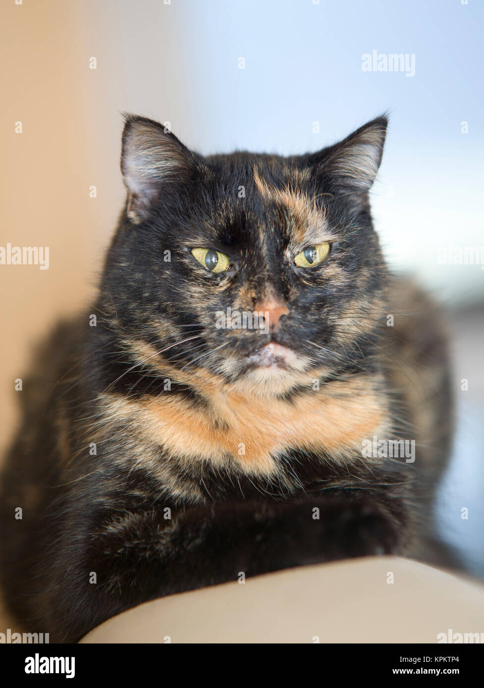 portrait of a three colored old cat Stock Photo - Alamy