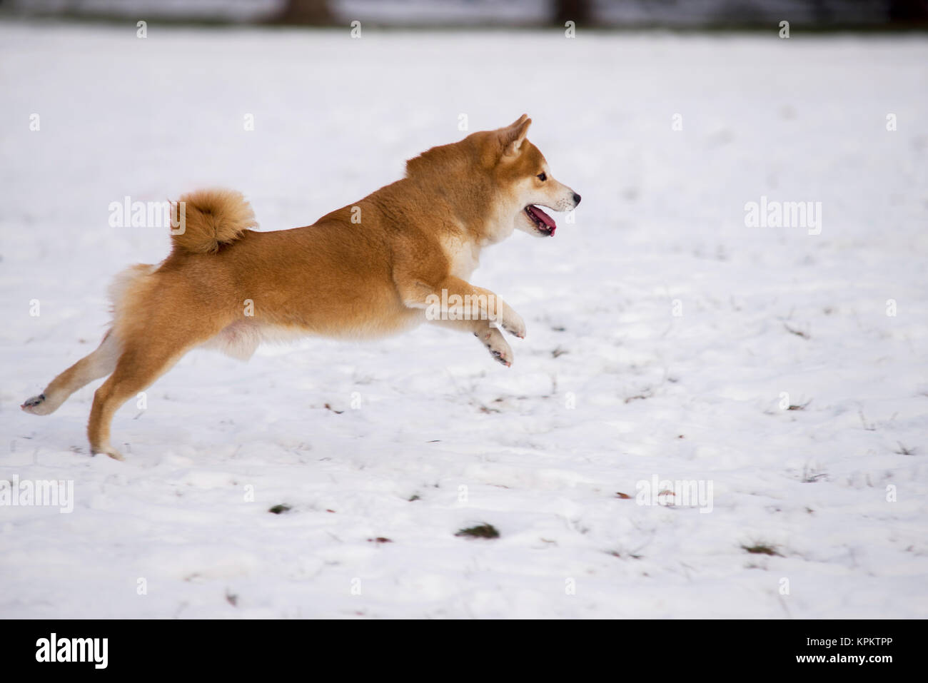 Muscle dog hi-res stock photography and images - Alamy