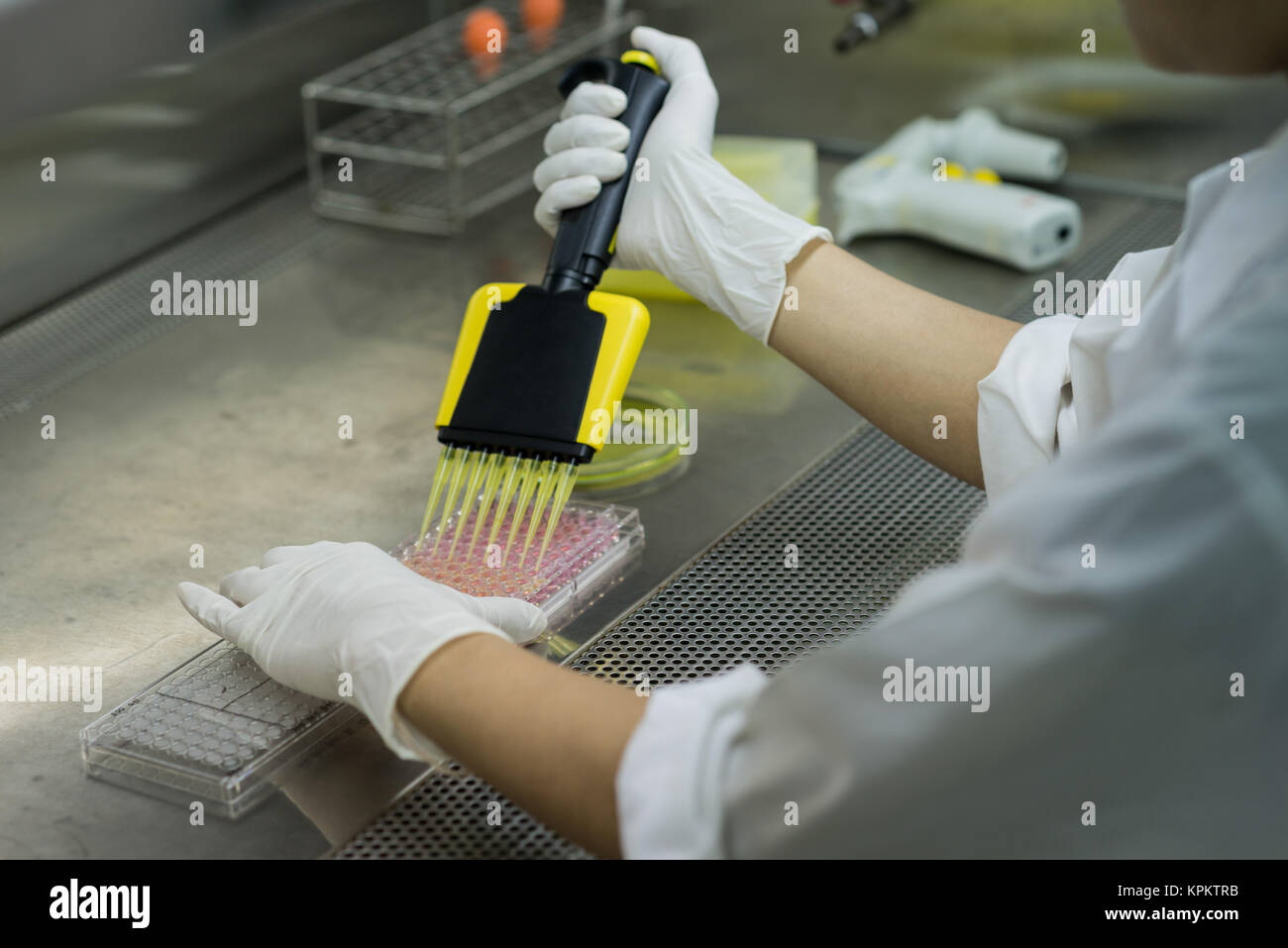 Researcher transfers testing fluid to 96 well plate for microbiological ...