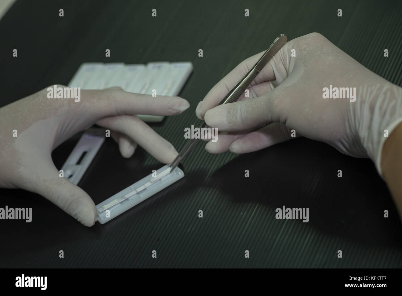 Lab tech using tweezers to remove specimen Stock Photo - Alamy