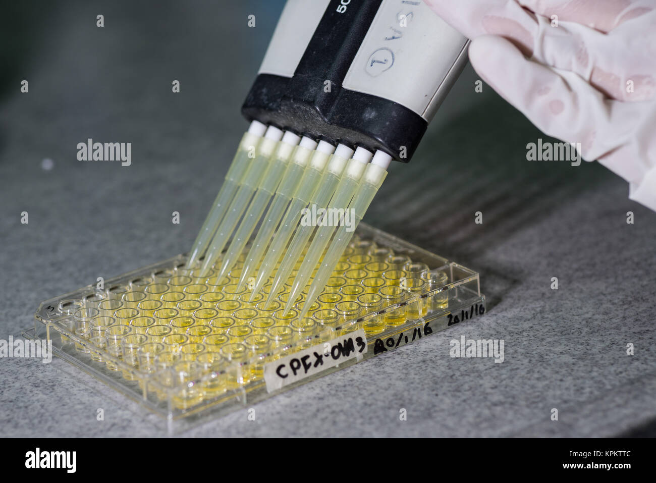 Transfering fluid to 96 well plate Stock Photo - Alamy