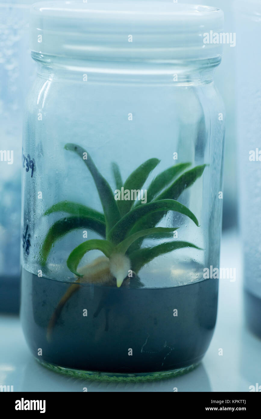 Flasks of plant tissue culture Stock Photo - Alamy