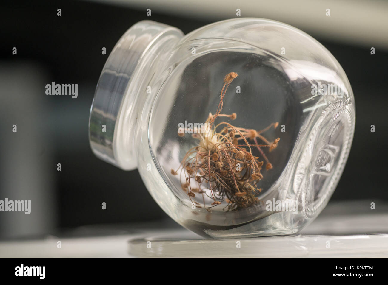 Fiber sample in glass jar Stock Photo - Alamy