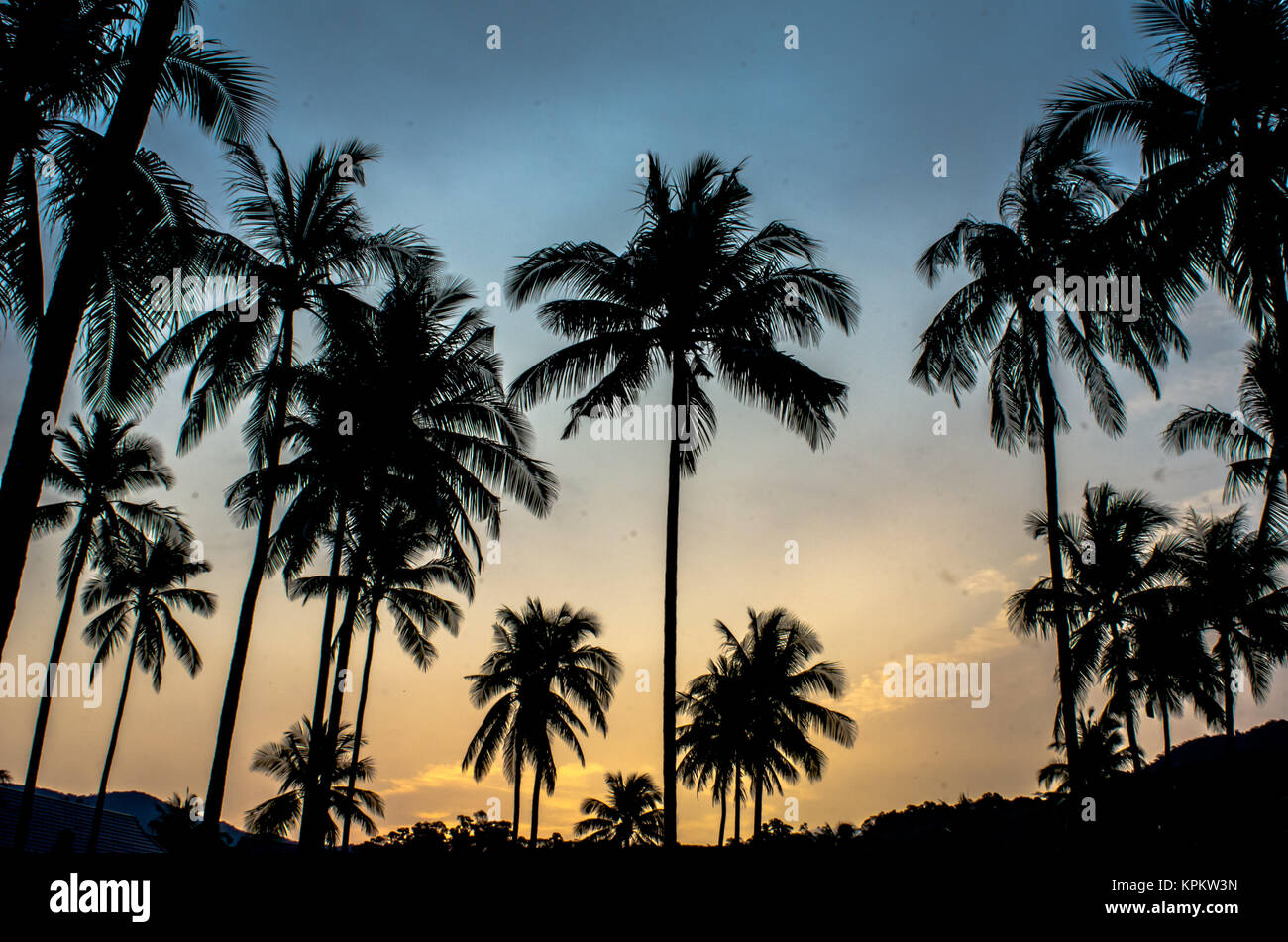 Tree Silhouettes Coconut Vertical Stock Photo - Alamy