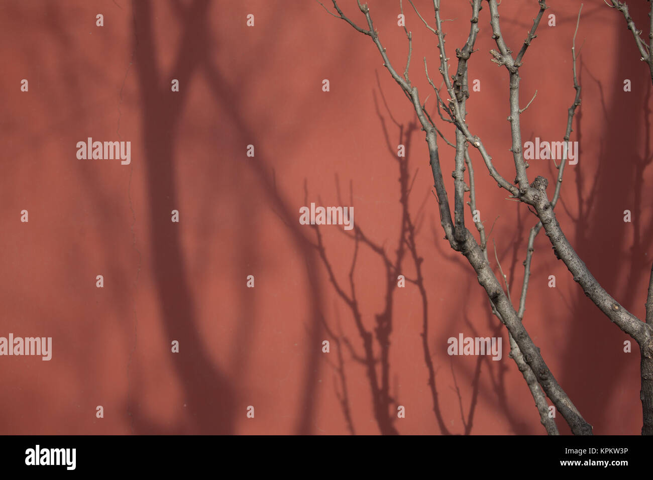 branch and shadow cast on red wall Stock Photo - Alamy