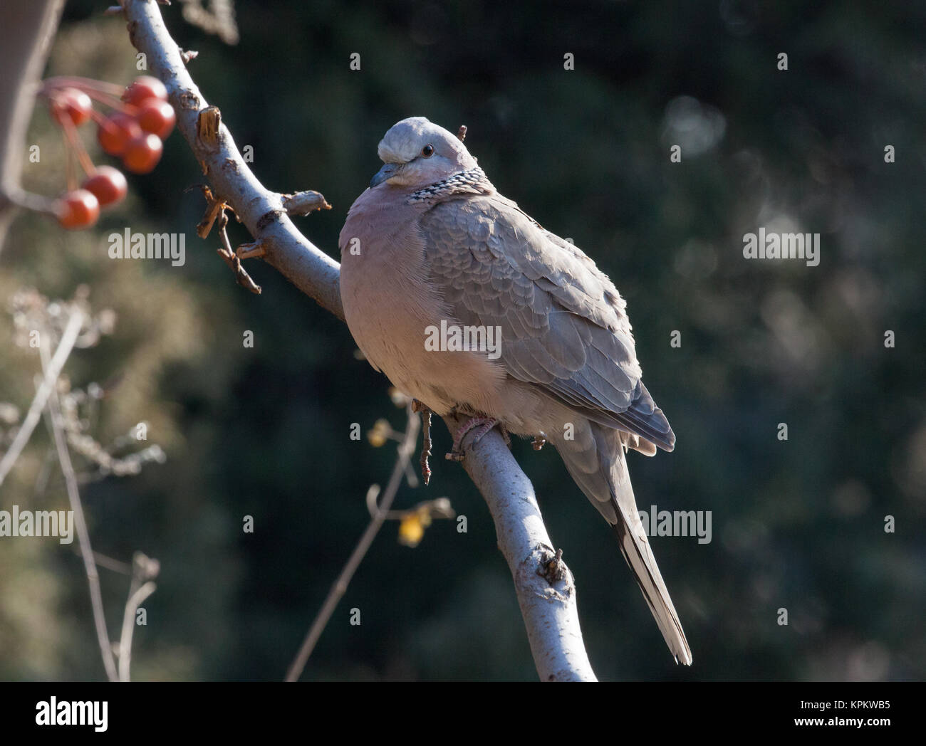 a spotted dove resting on a branch Stock Photo - Alamy