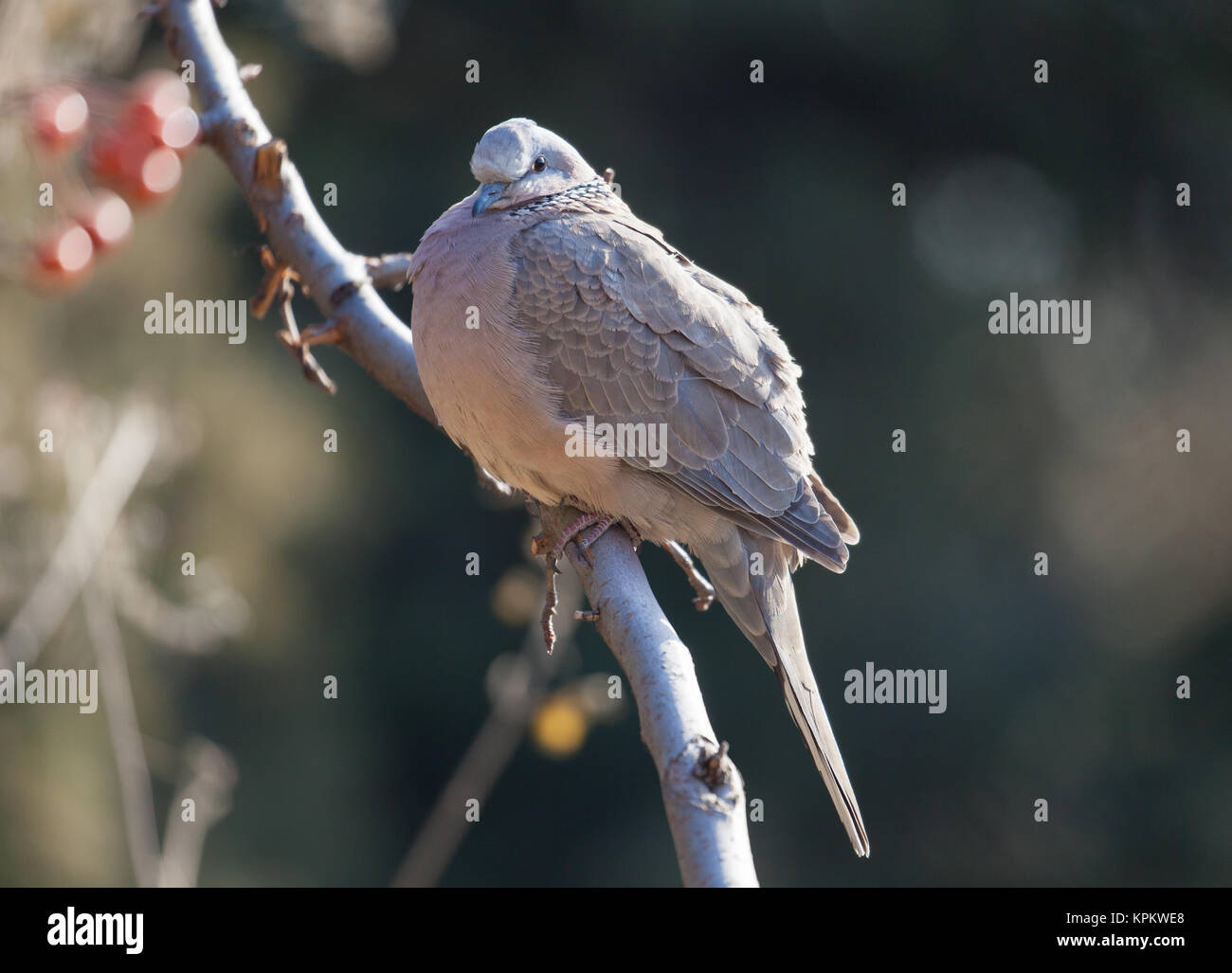 a spotted dove resting on a branch Stock Photo - Alamy