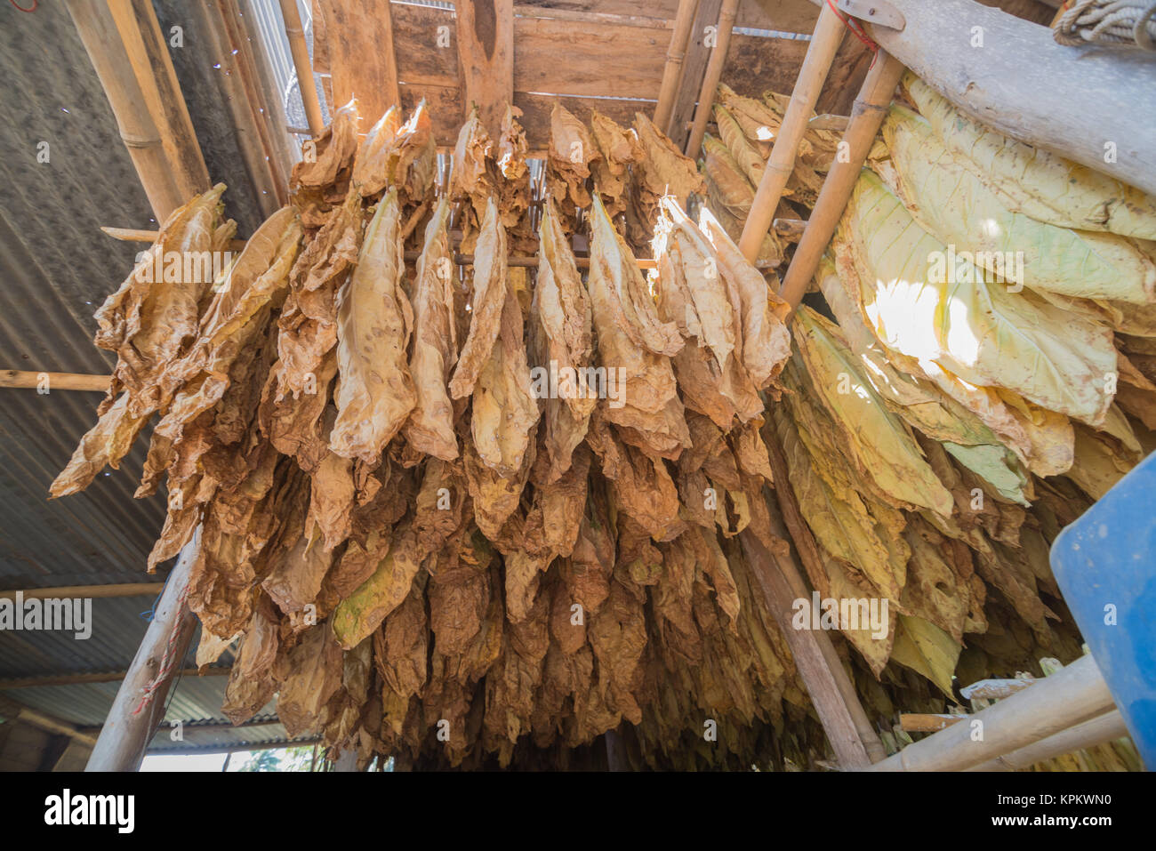 Tobacco curing barns Stock Photo - Alamy