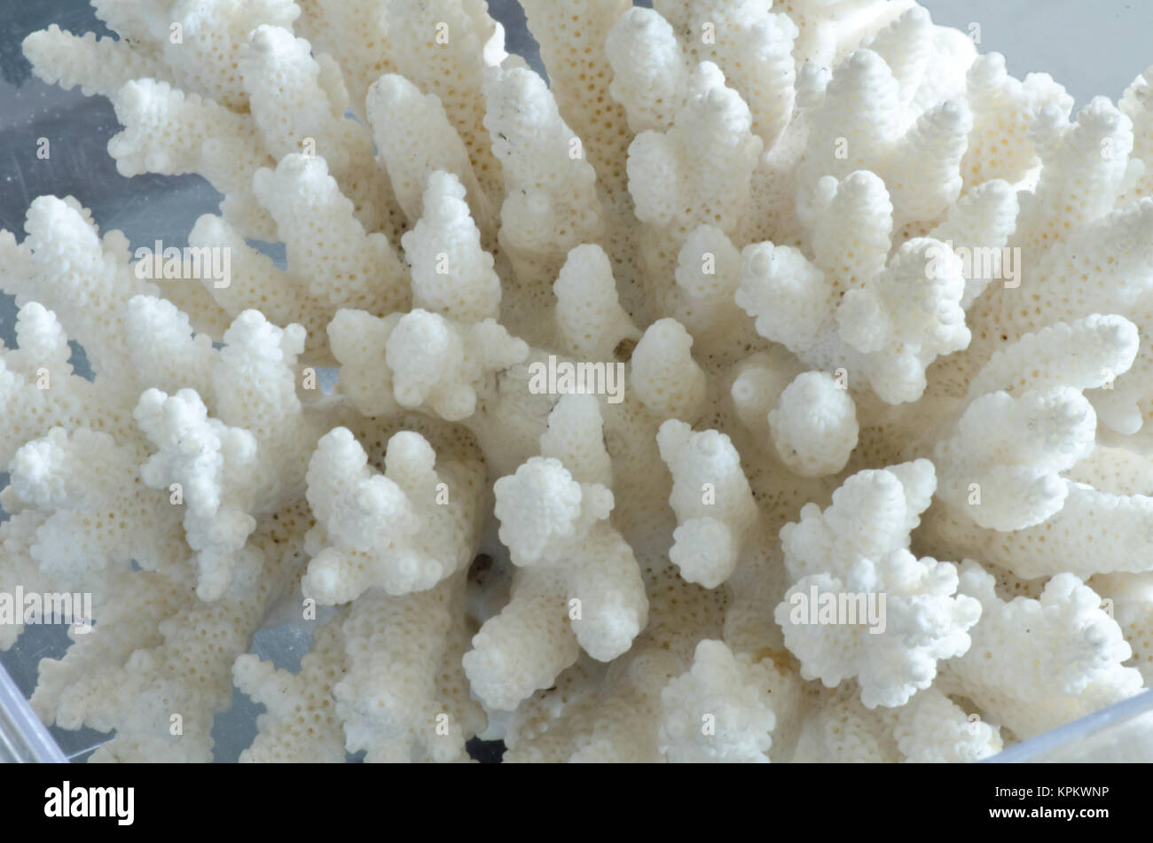 Sea Coral close-up Stock Photo - Alamy