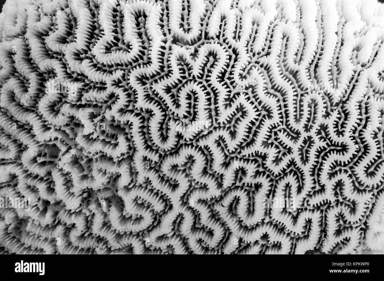 Coral living Black and White Stock Photos & Images - Alamy