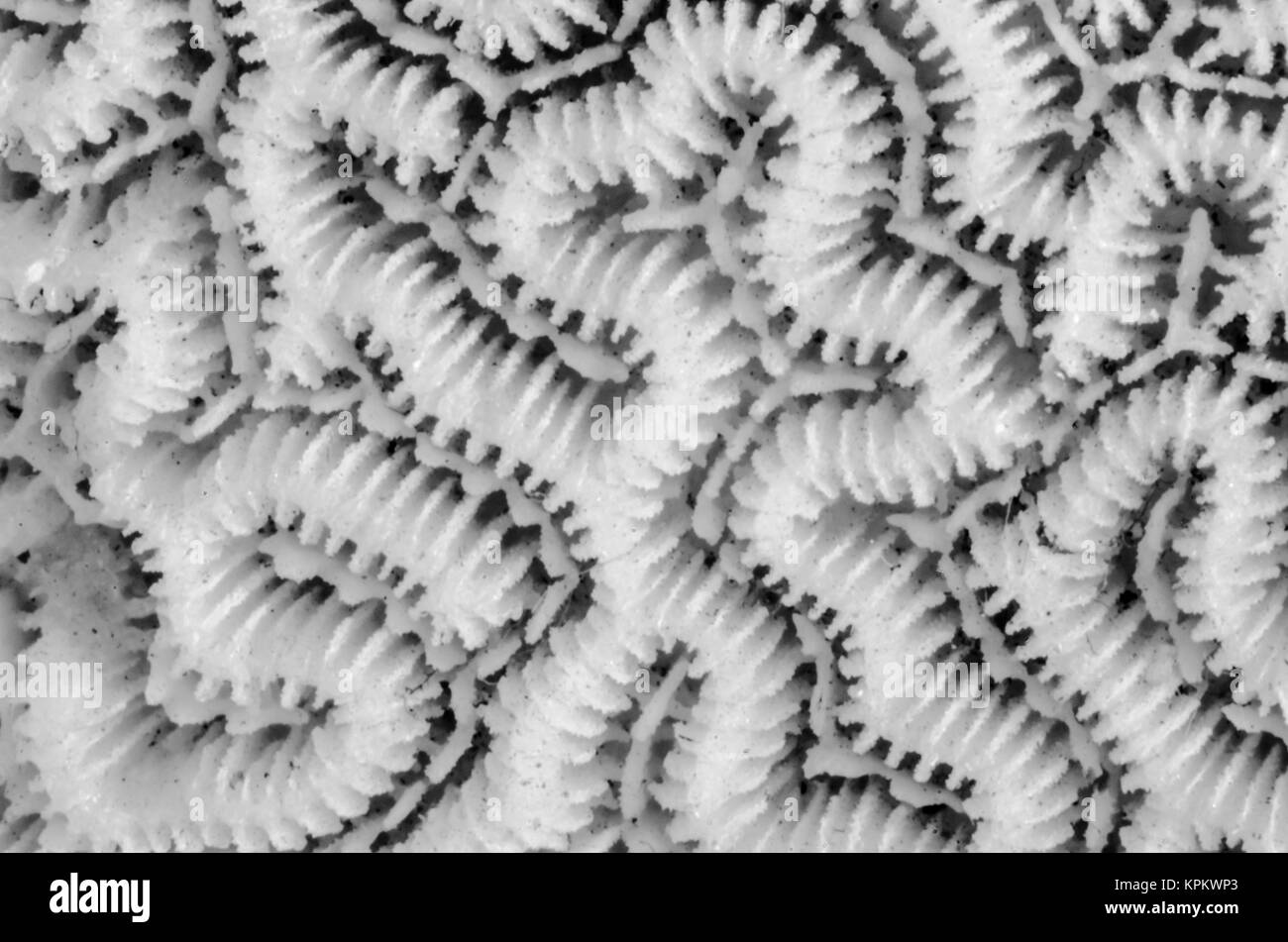 sea coral close up Stock Photo - Alamy