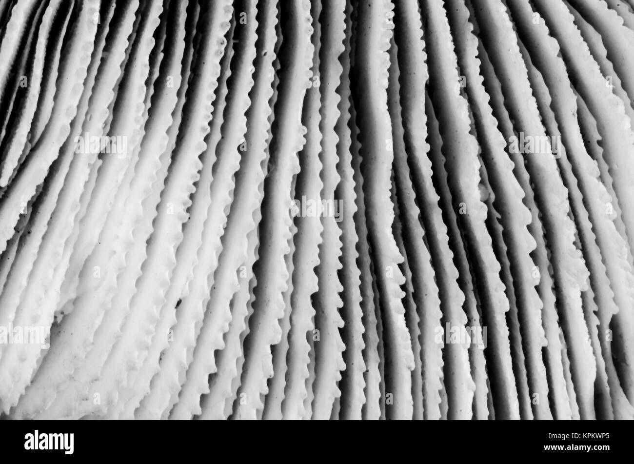 Pink sea Black and White Stock Photos & Images - Alamy