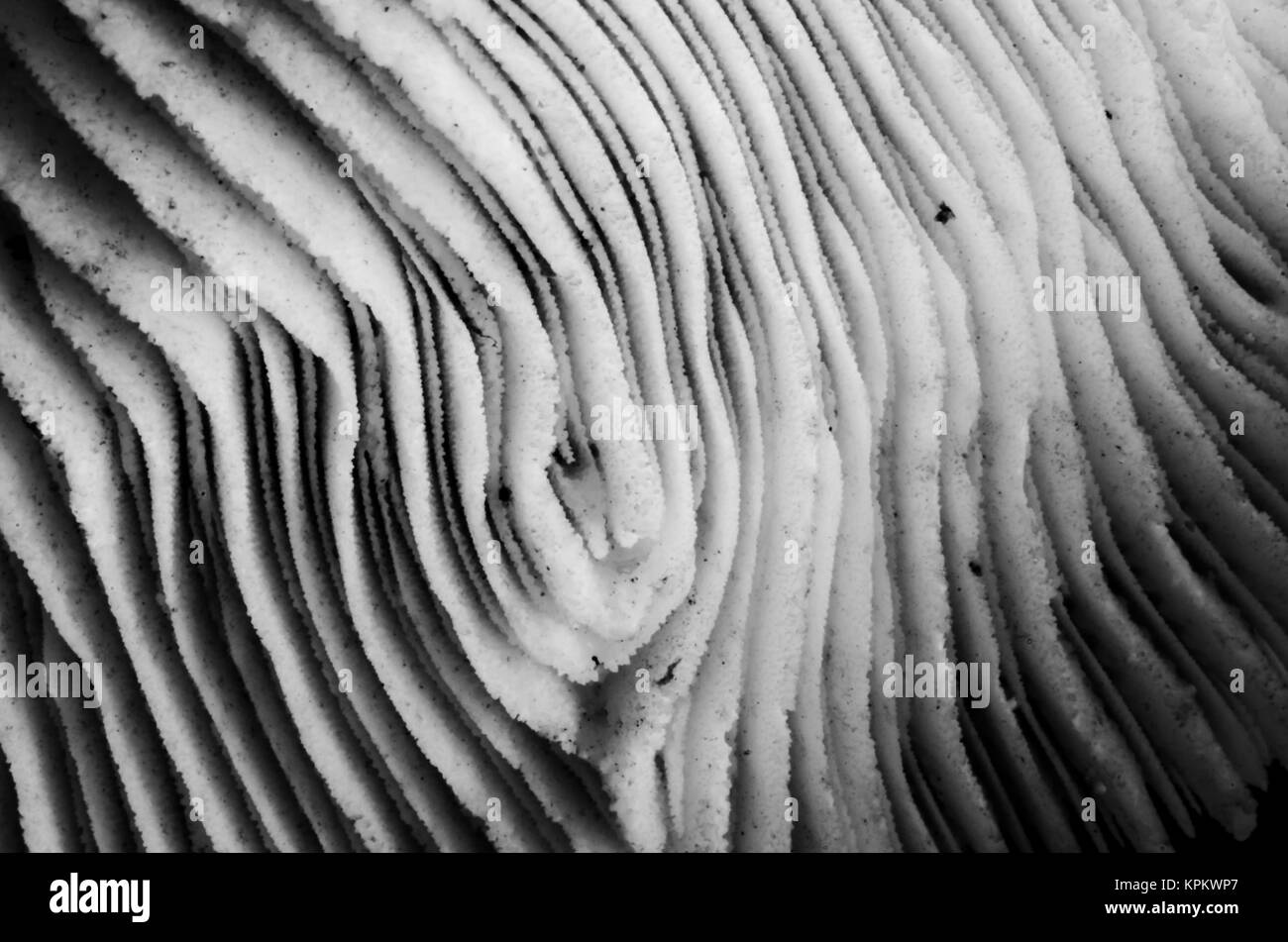 sea coral close up Stock Photo - Alamy