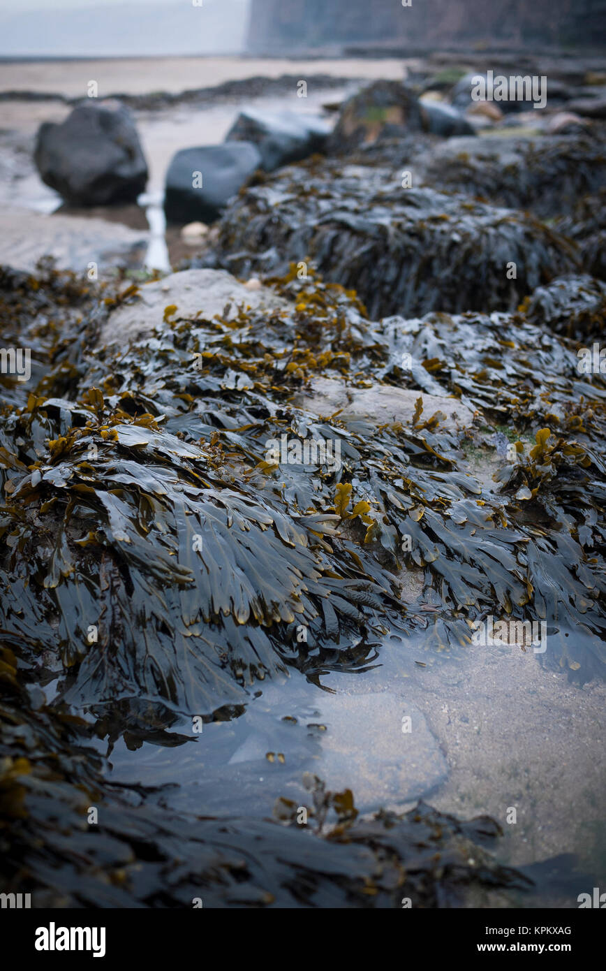Bladderwrack seaweed in a rock pool at Boggle Hole, North Yorkshire ...