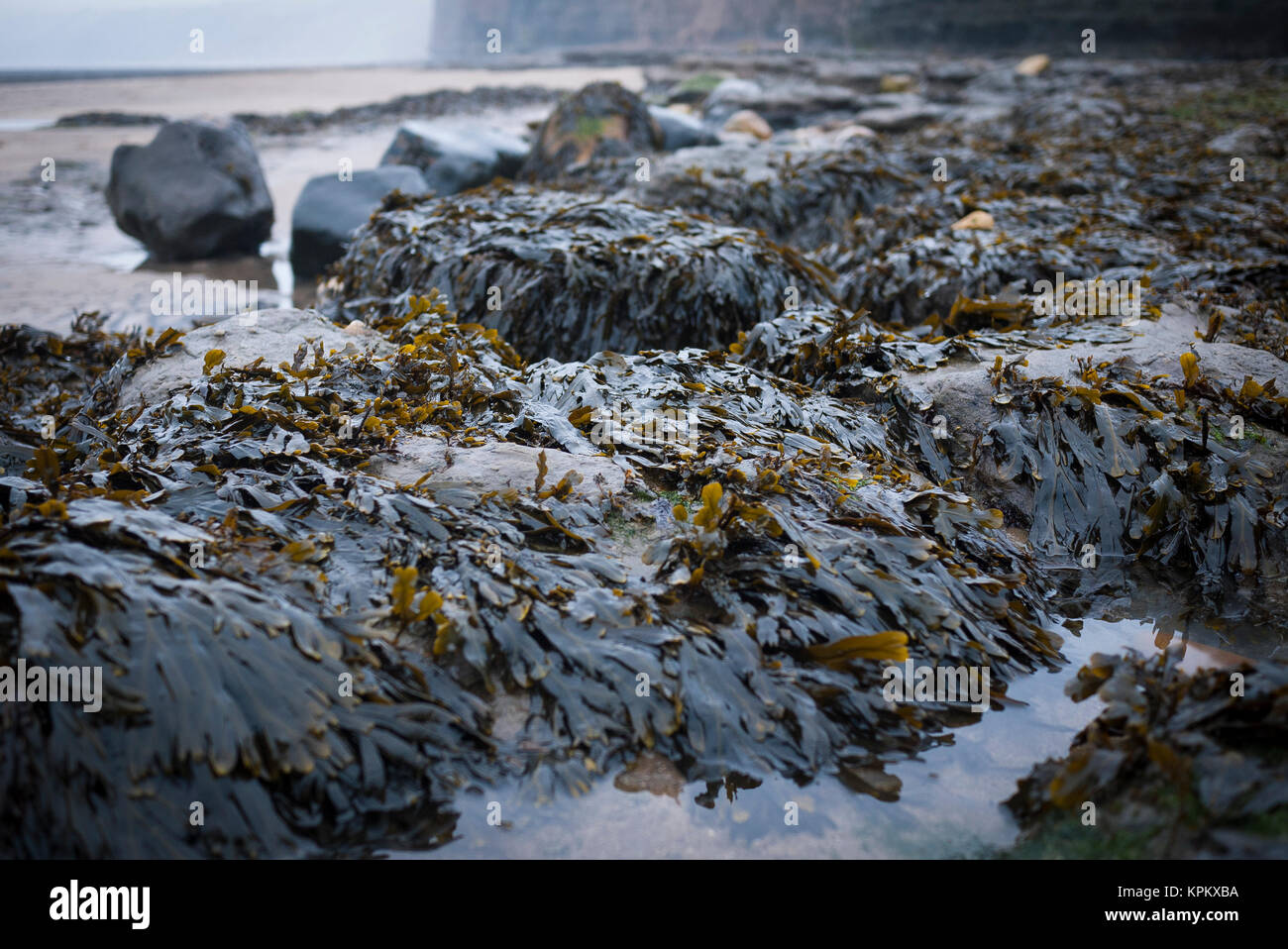 Bladderwrack seaweed on beach at Boggle Hole, North Yorkshire Stock ...