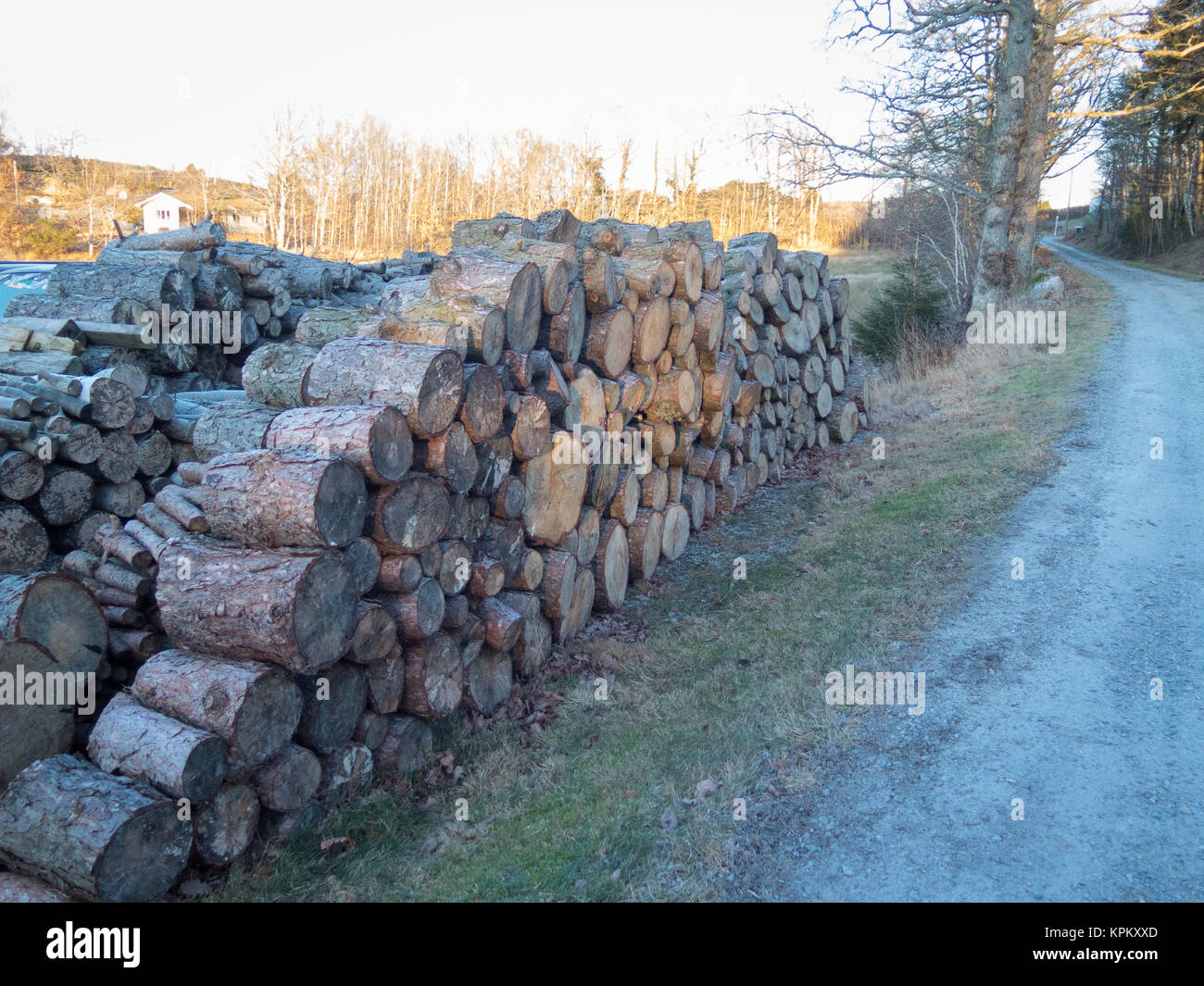 some stock from the tree that will be firewood Stock Photo - Alamy