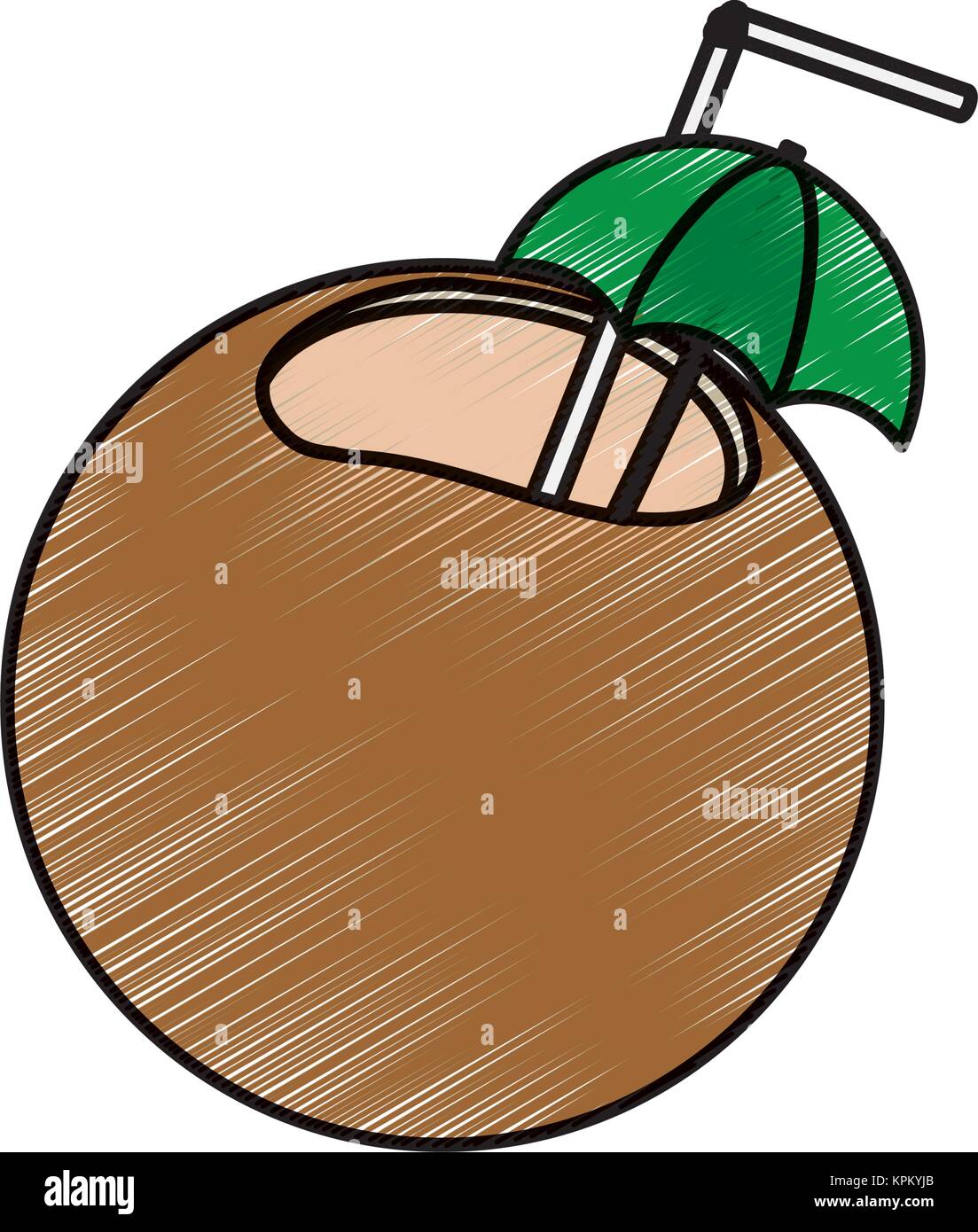 Isolated coconut design Stock Vector Image & Art - Alamy