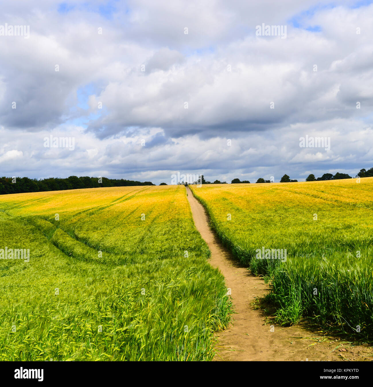 Path through a wheat field Stock Photo - Alamy