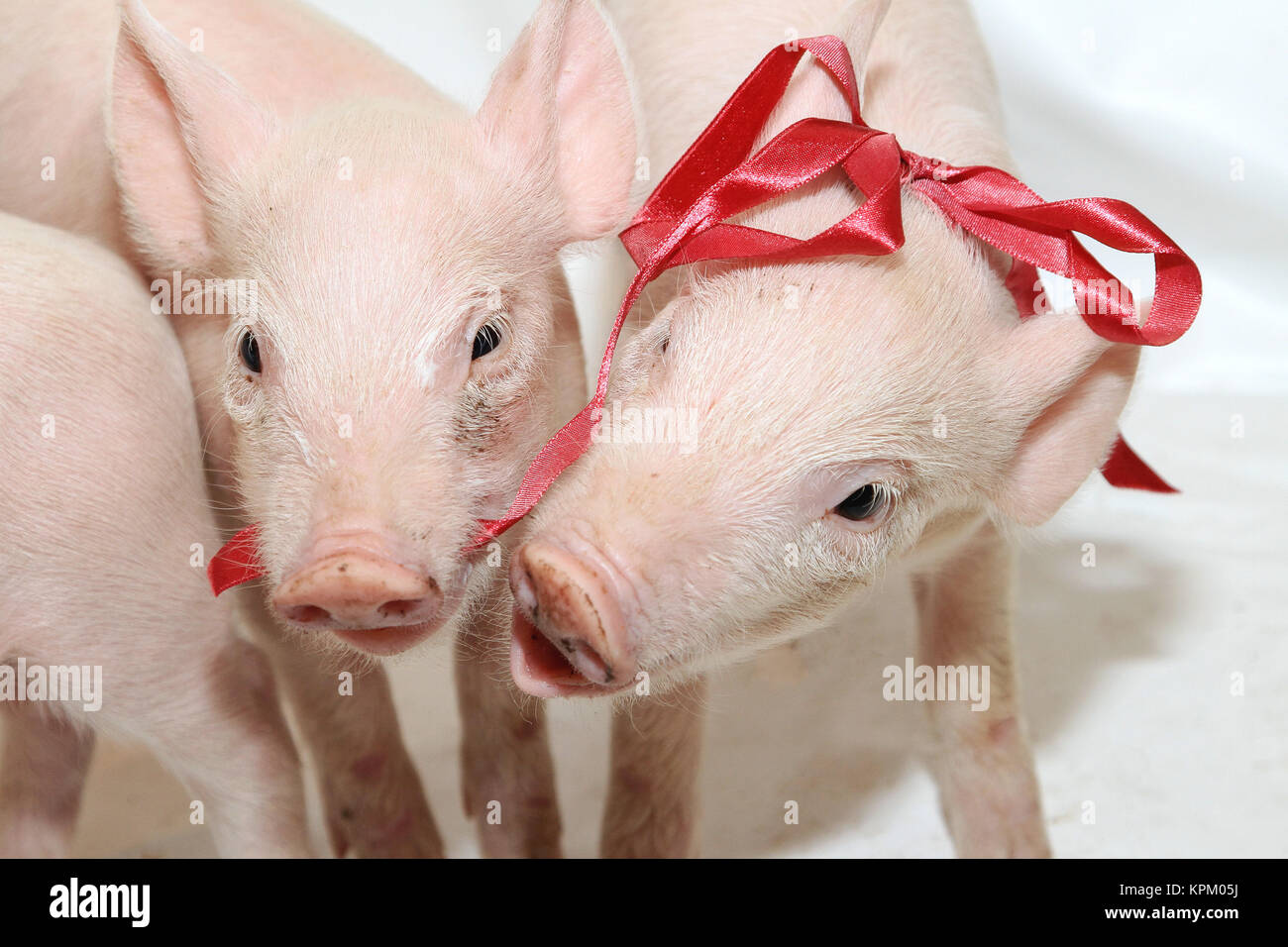 Baby pigs playing hi-res stock photography and images - Alamy