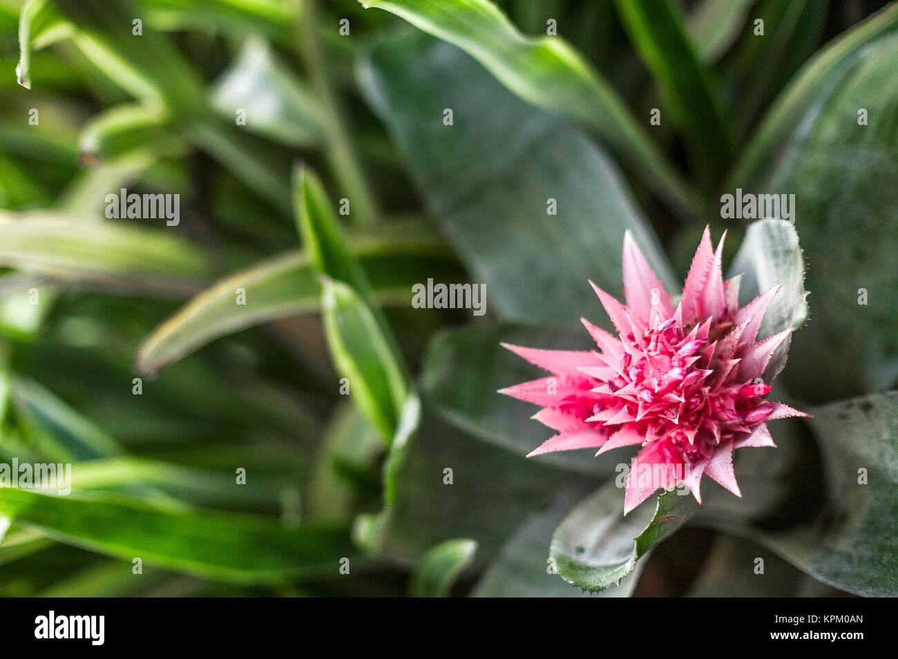 Epiphytes amazon hi-res stock photography and images - Alamy