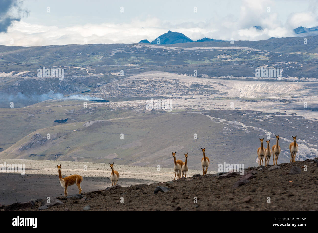 Vicuna in the high alpine areas of the Andes Stock Photo - Alamy